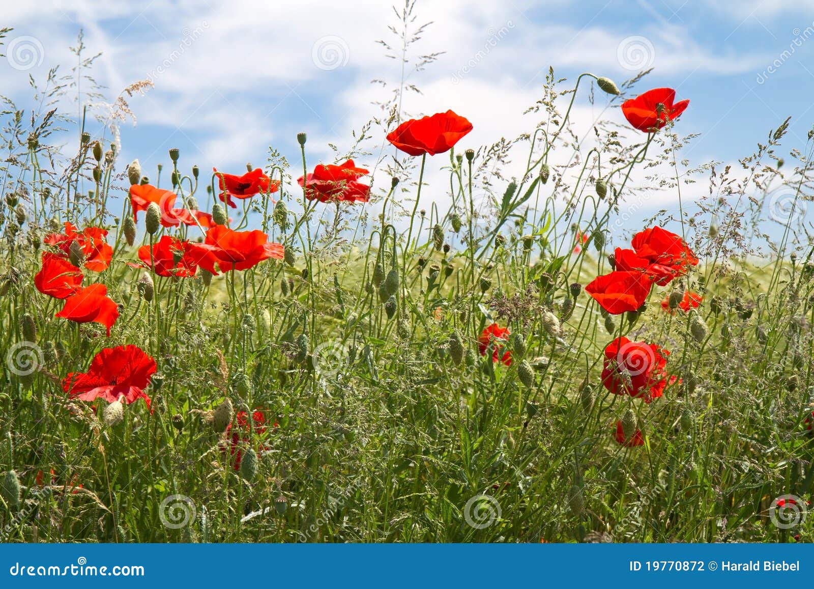 Blooming poppy field stock photo. Image of environment - 19770872