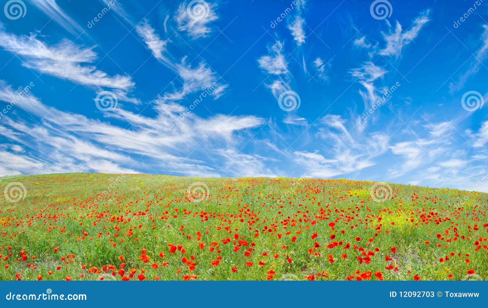 Blooming poppy meadow stock image. Image of horizon, flower - 12092703