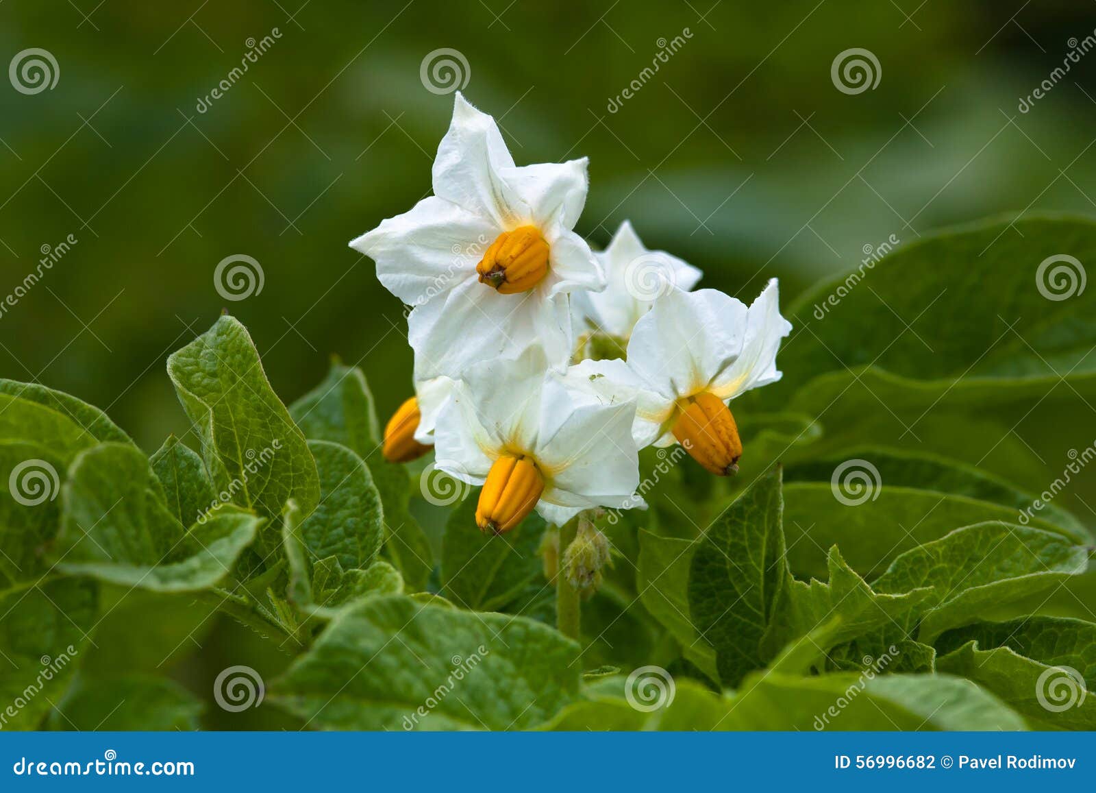 Blooming potato, closeup stock photo. Image of closeup - 56996682