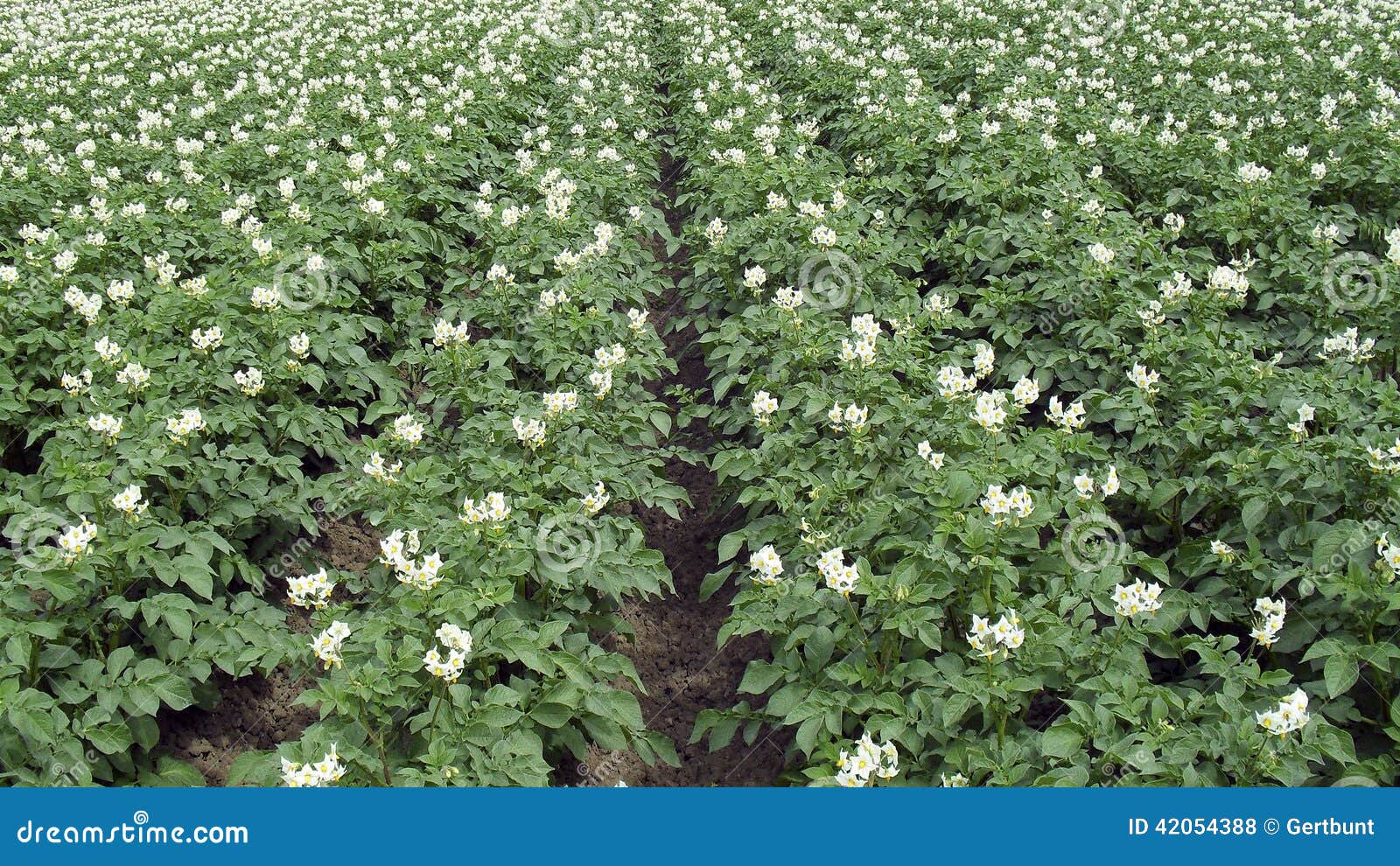 Blooming potato field stock photo. Image of agronomy - 42054388