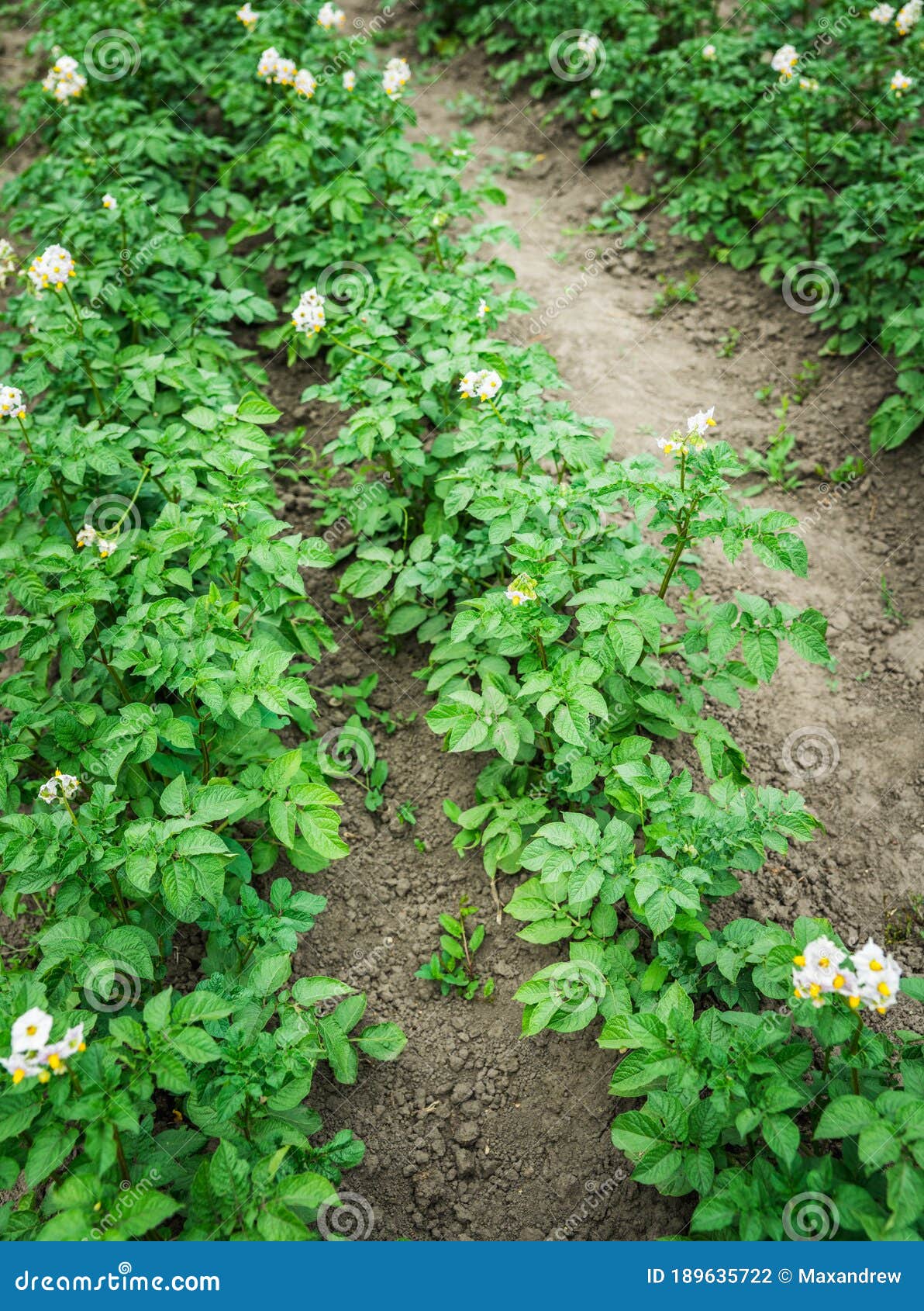 Blooming Potato Plants on the Field Stock Photo - Image of industry ...