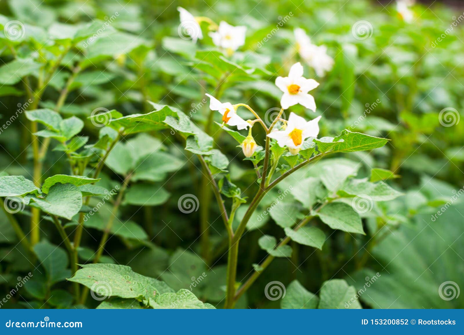 Blooming potato plants stock photo. Image of nature - 153200852