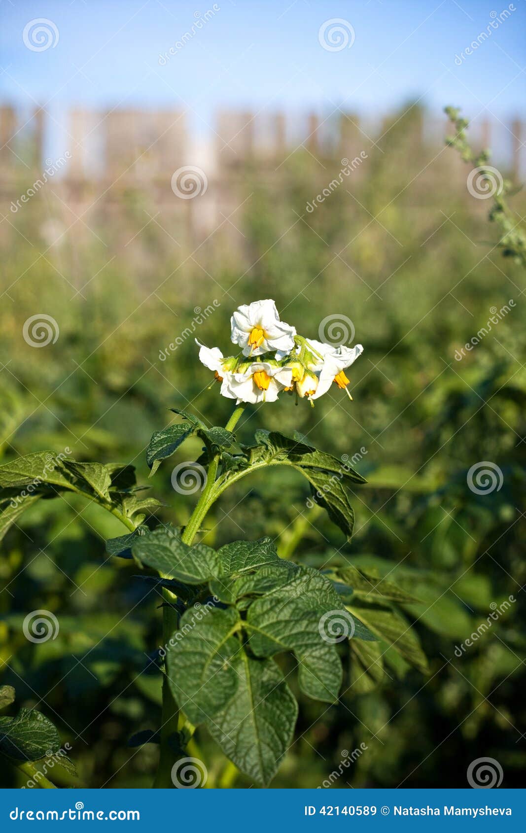 Blooming potato stock image. Image of field, macro, country - 42140589