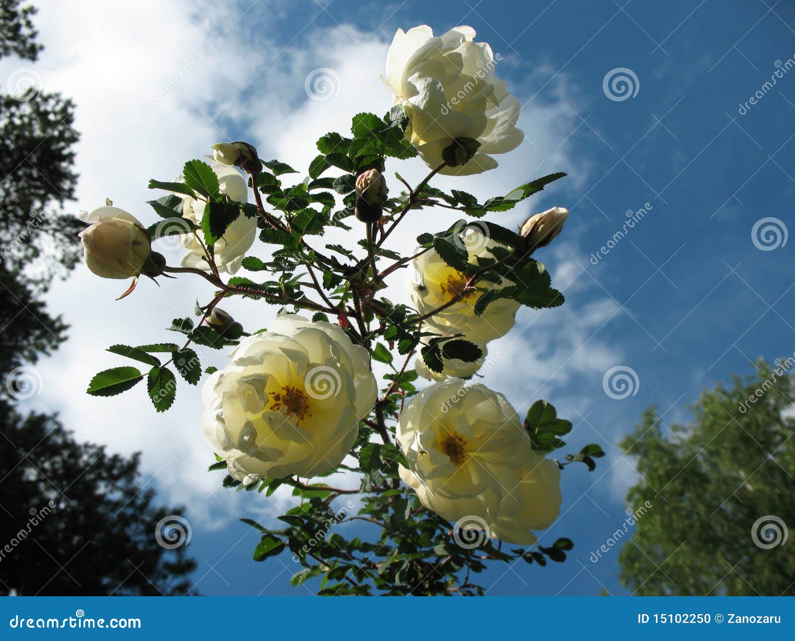 Blooming Prickly Briar (Rosa Spinosissima) Stock Photo - Image of white ...