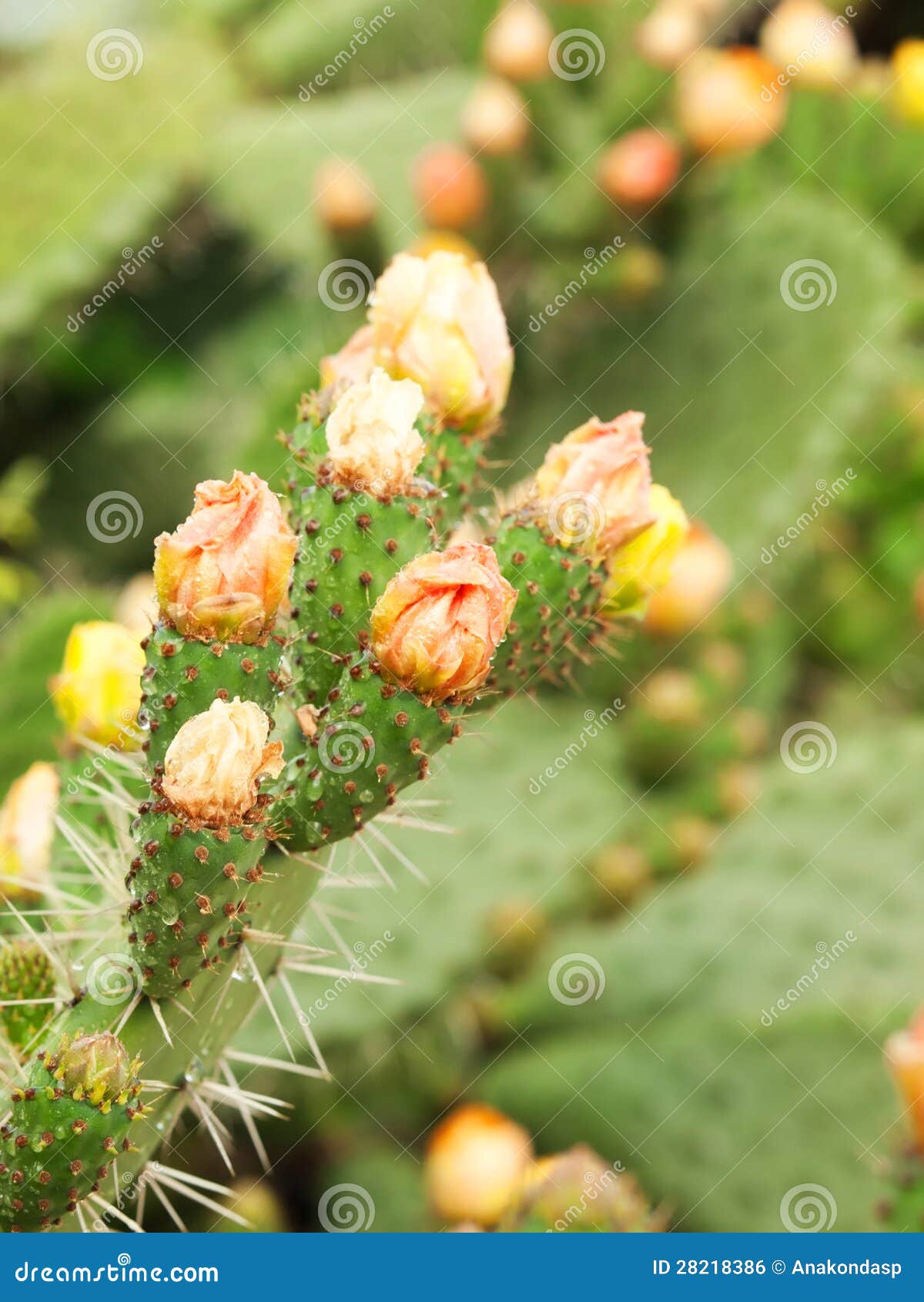 Blooming Prickly Pear or Paddle Cactus with Yellow Flowers in an Stock ...