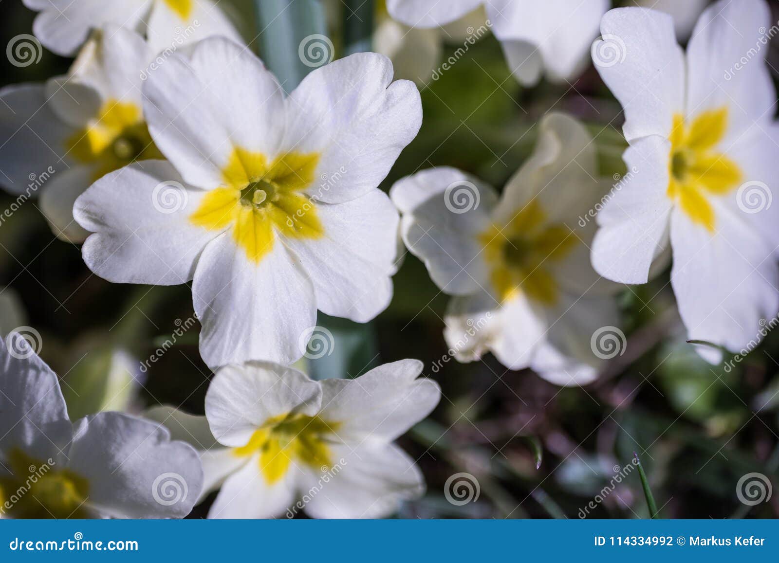 Blooming Primrose in Spring Stock Photo - Image of primrose, plant ...