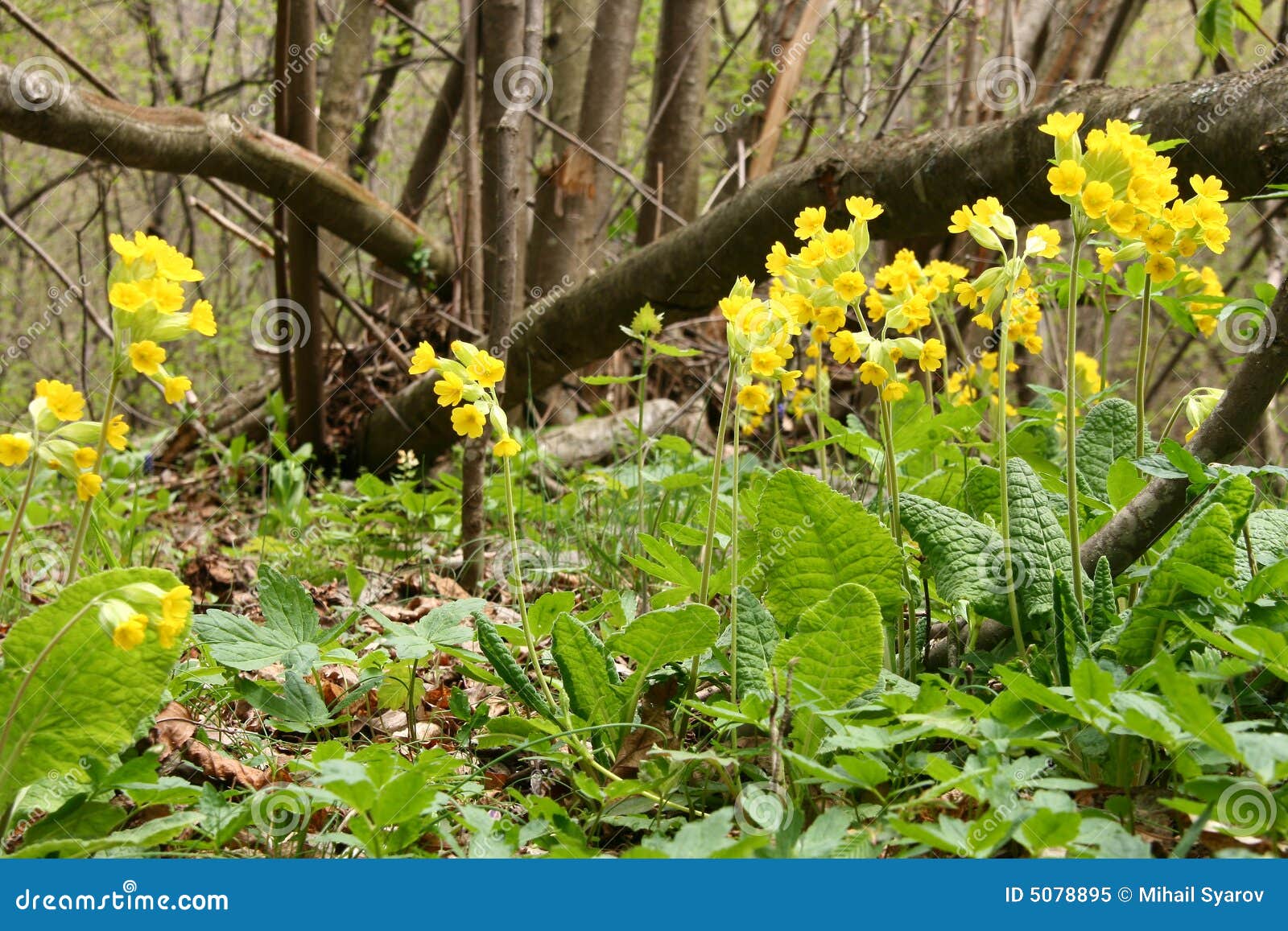 Blooming Primrose - Primula Officinalis Stock Image - Image of ...