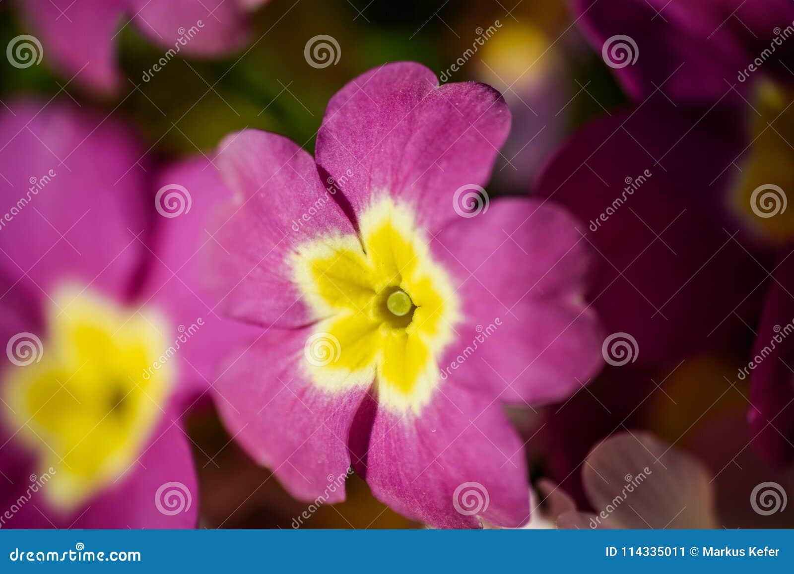 Blooming Primrose in Spring Stock Image - Image of bloom, background ...