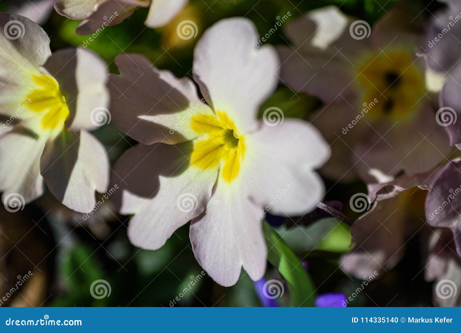 Blooming Primrose in Spring Stock Photo - Image of nature, macro: 114335140