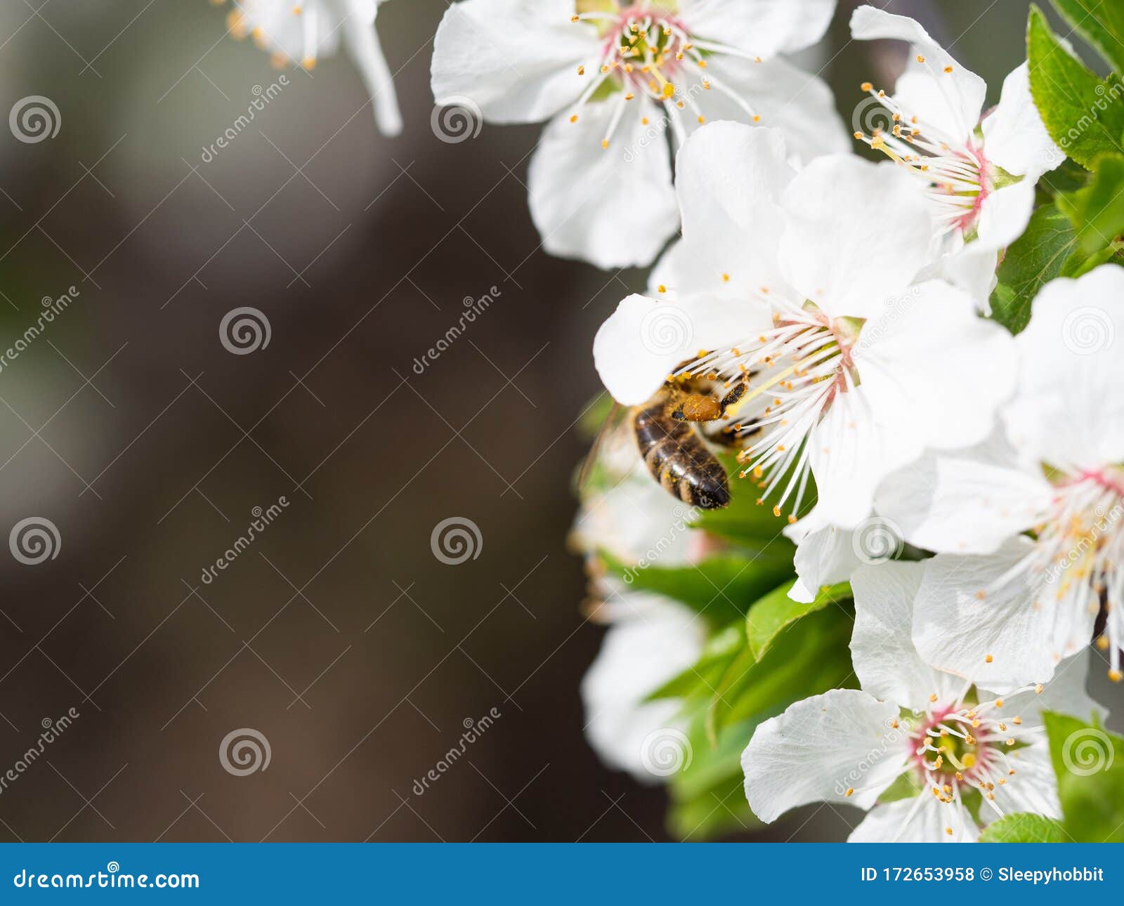 Blooming Prunus Tree with Bee in Spring Stock Photo - Image of ...