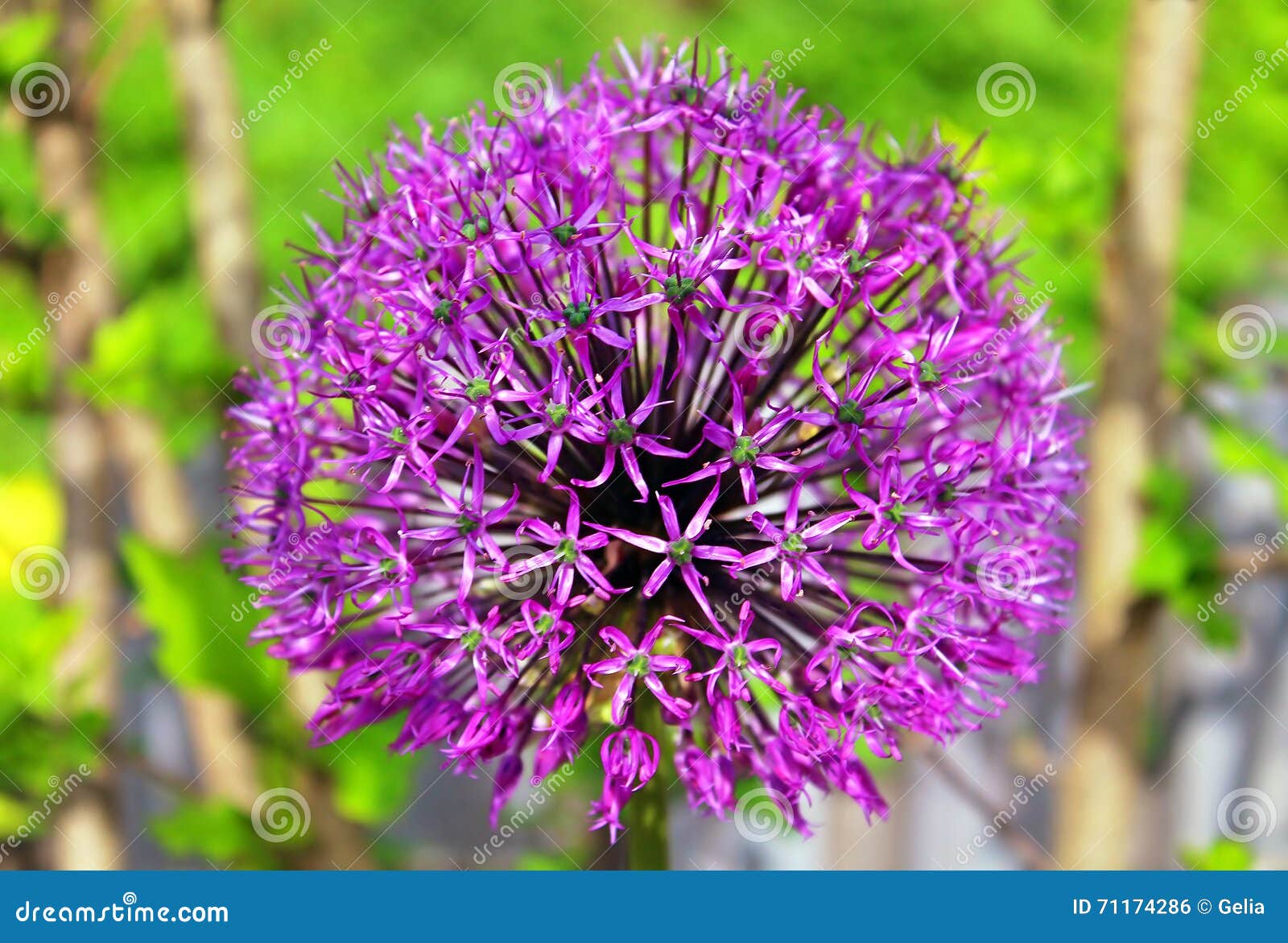 Blooming purple Allium stock photo. Image of field, decorative - 71174286