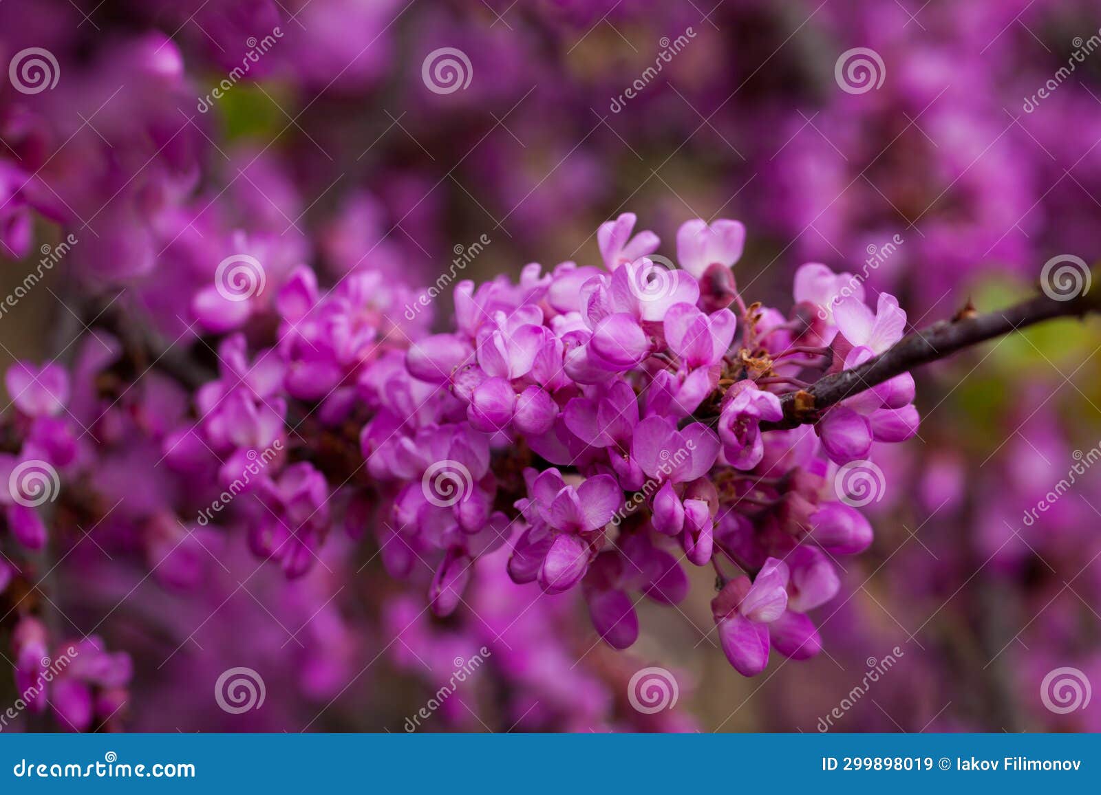 Blooming Purple Cercis Siliquastrum Trees in the Fields Stock Image ...