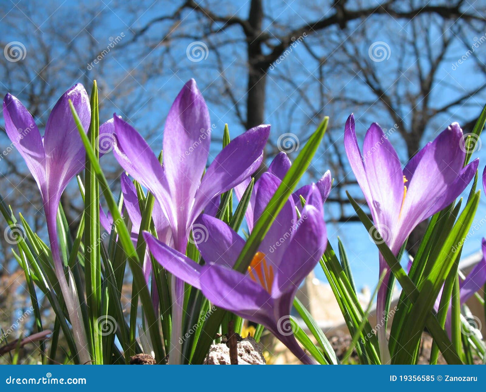 Blooming purple crocus. stock image. Image of soil, color - 19356585