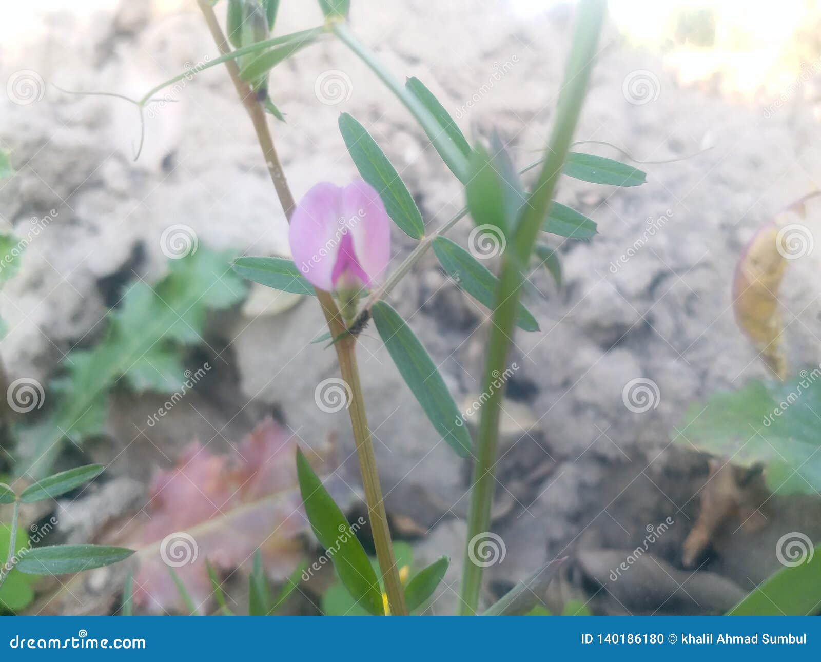 Blooming Purple Flower of Pulses Stock Photo - Image of beautiful ...