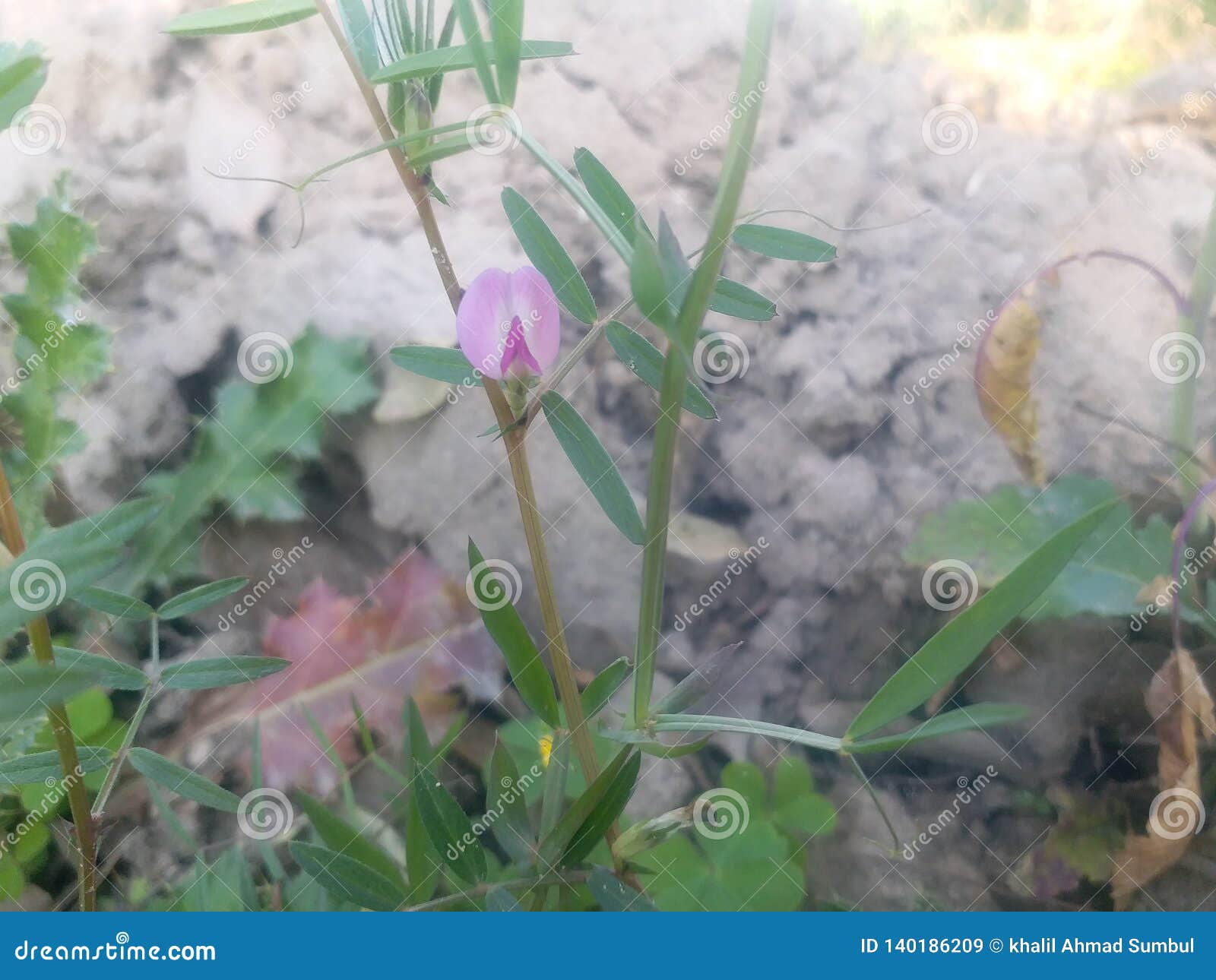 Blooming Purple Flower of Pulses Stock Image - Image of flower ...