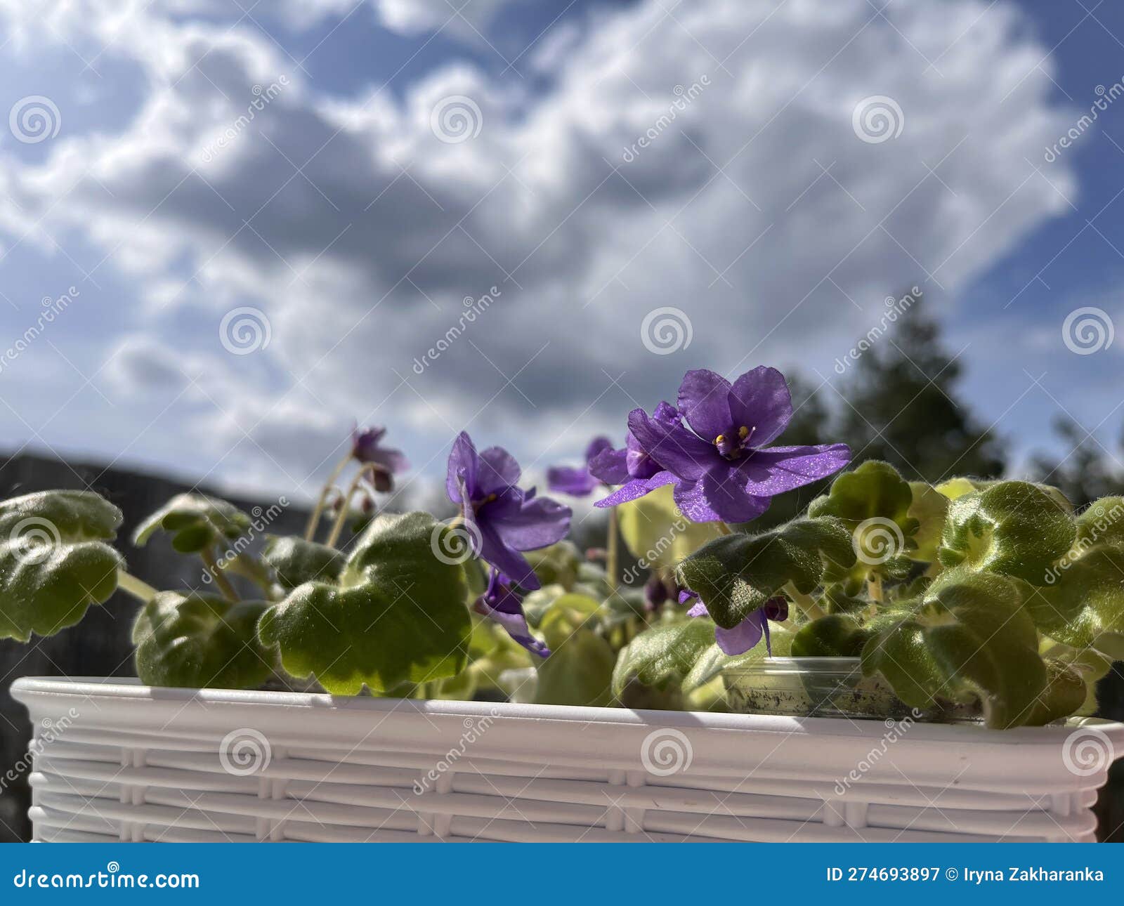 Blooming Purple Indoor Violet on the Windowsill Stock Image - Image of ...