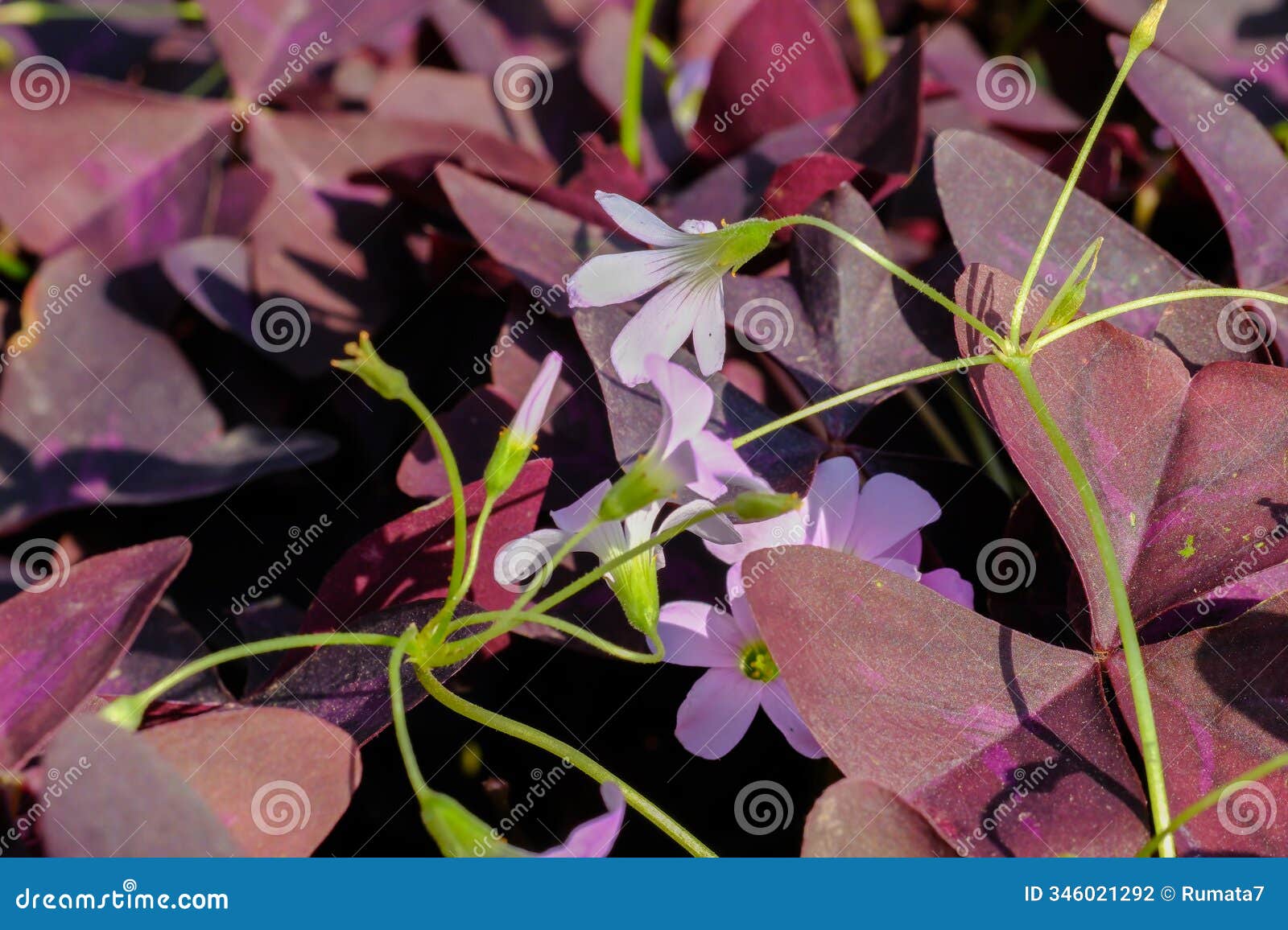 Oxalis Triangularis Flower Background That Grows In The Plantation Area ...