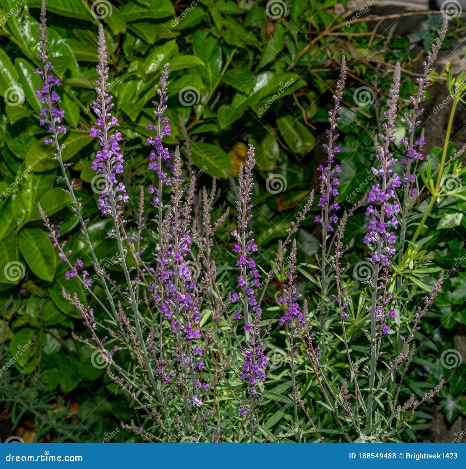 Purple Toadflax in Summer, Scotland. Stock Photo - Image of outdoor ...