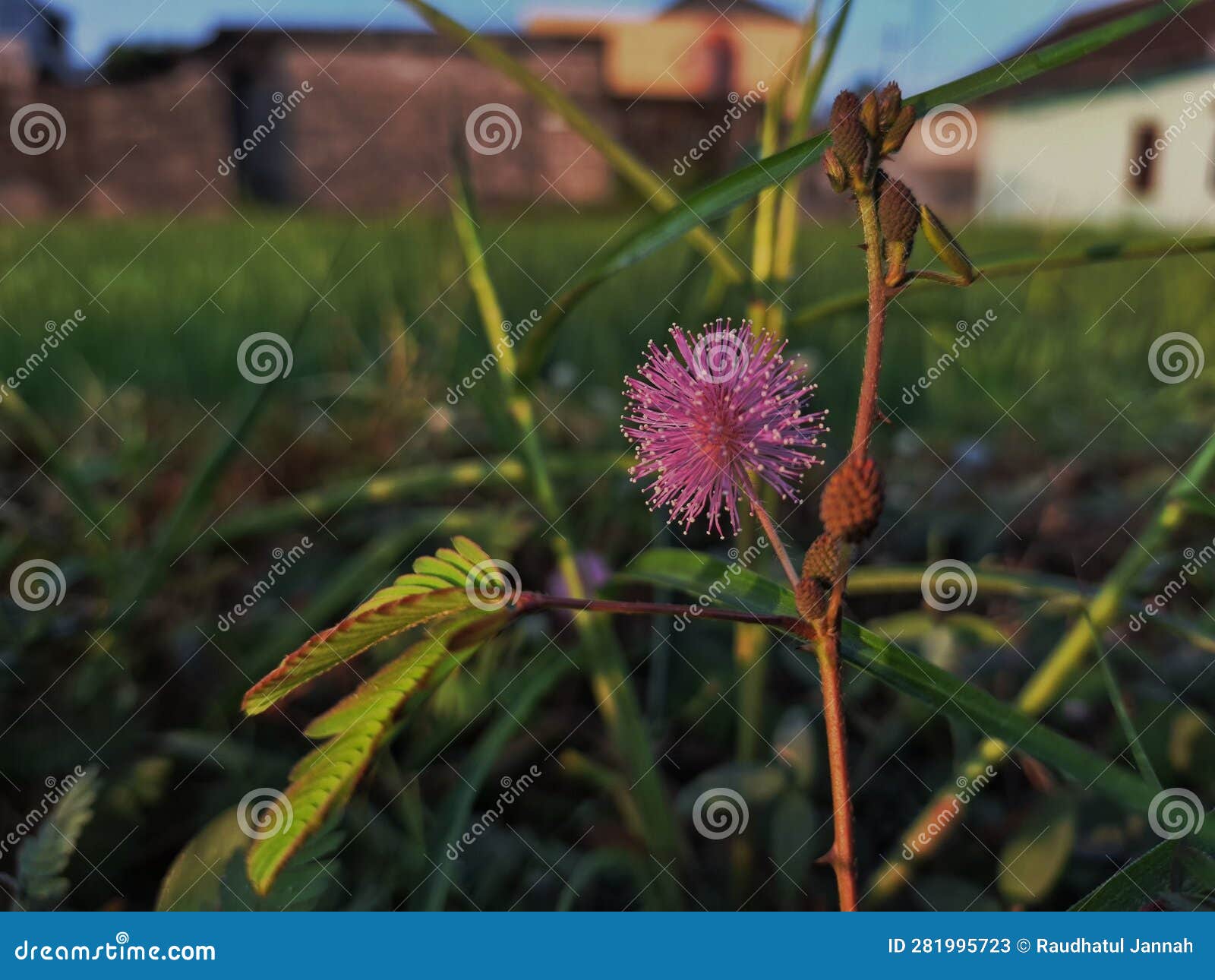 Blooming Putri Malu with Afternoon Light Stock Image - Image of autumn ...