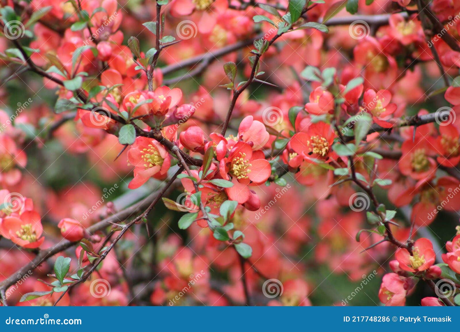 Blooming quince stock photo. Image of quince, shrub - 217748286