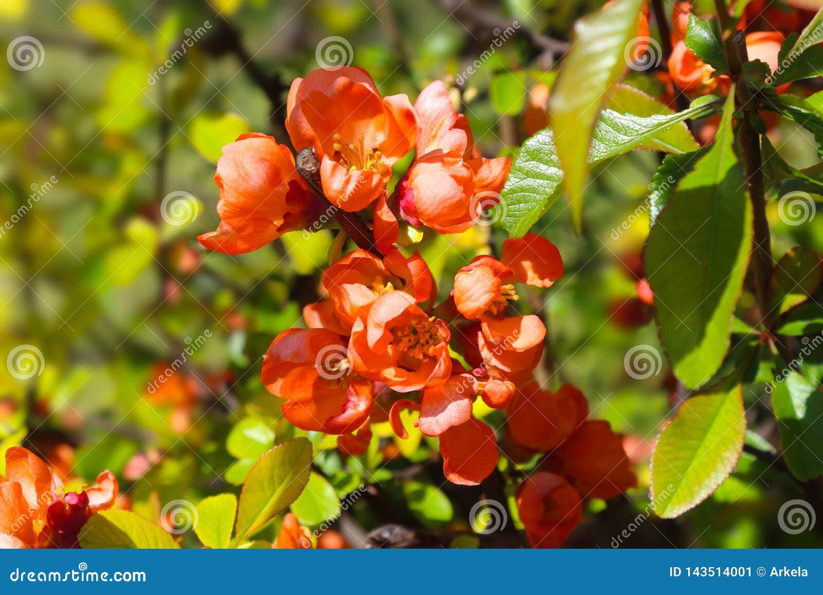 Blooming quince stock image. Image of springtime, nature - 143514001