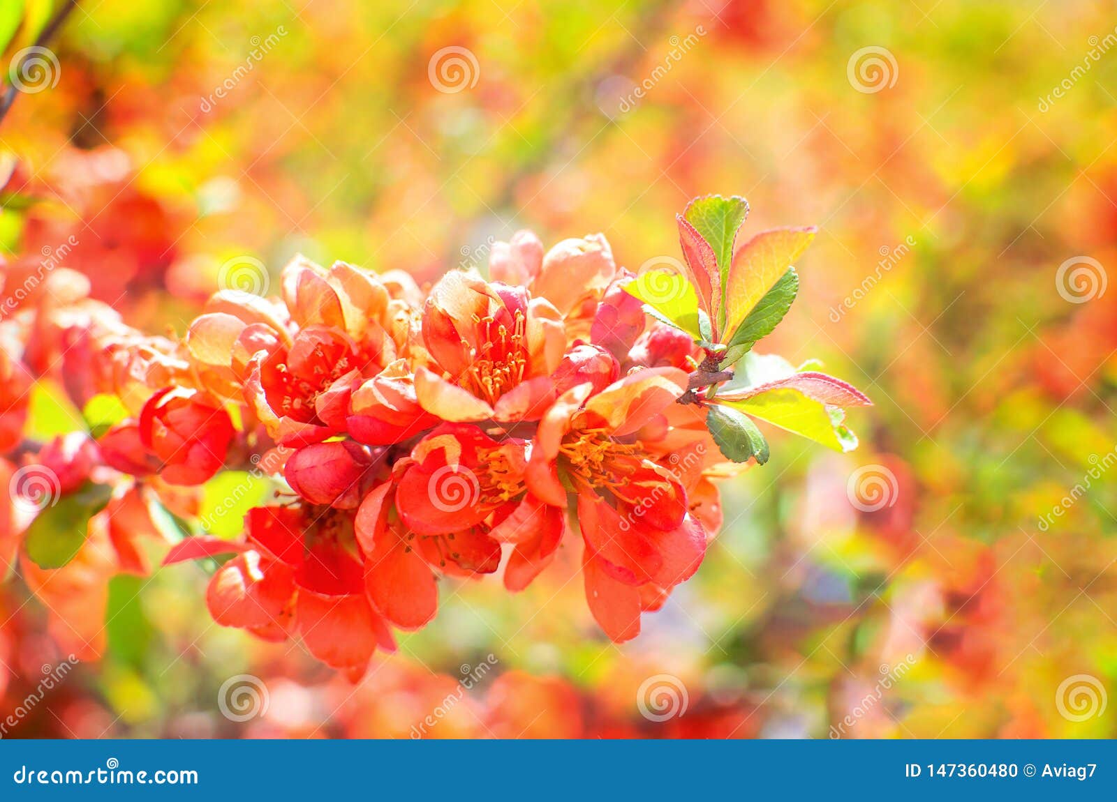 Blooming quince tree stock photo. Image of fruit, beauty - 147360480