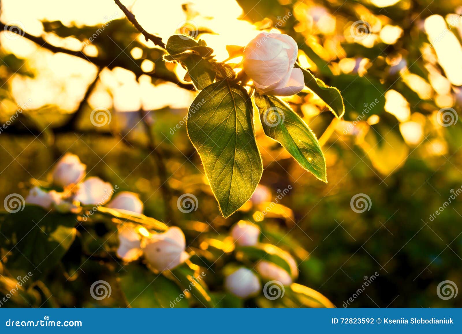 Blooming Quince Tree on Soft Sunshine Stock Photo - Image of blossom ...