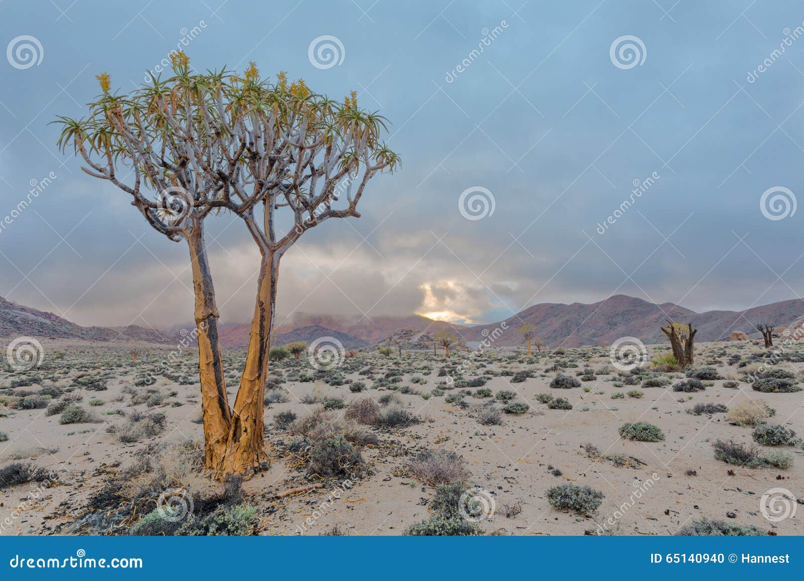 Blooming Quiver Tree Stock Photos - Free & Royalty-Free Stock Photos ...