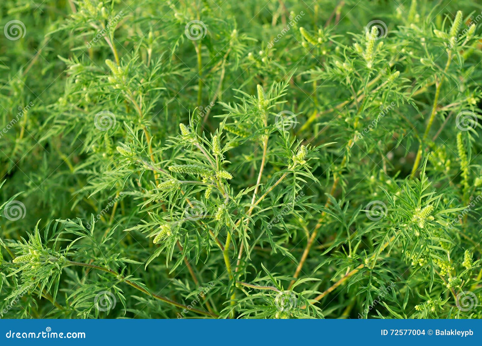 Blooming ragweed stock photo. Image of grass, closeup - 72577004