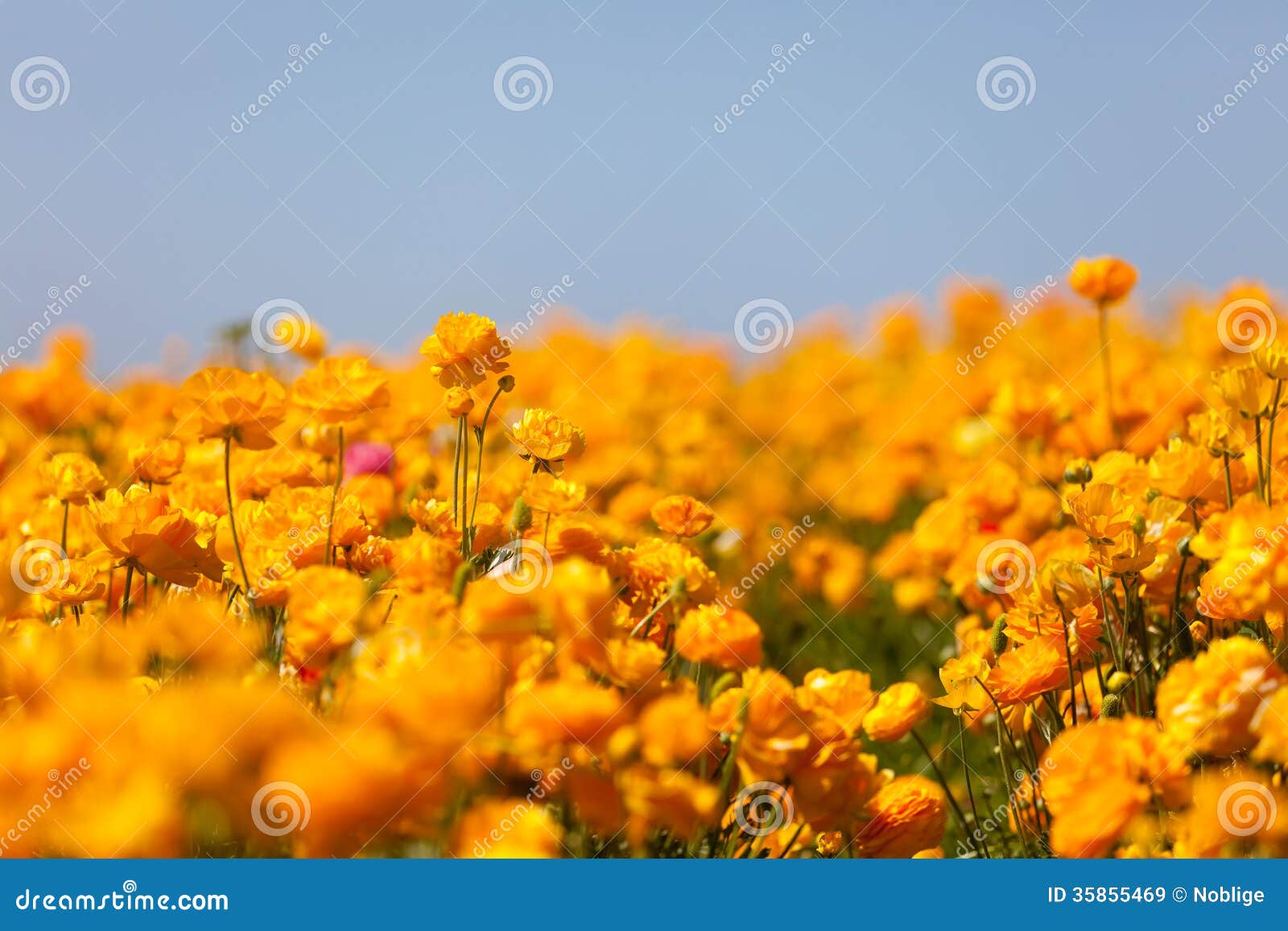 Blooming ranunculuses stock image. Image of scenic, nature - 35855469