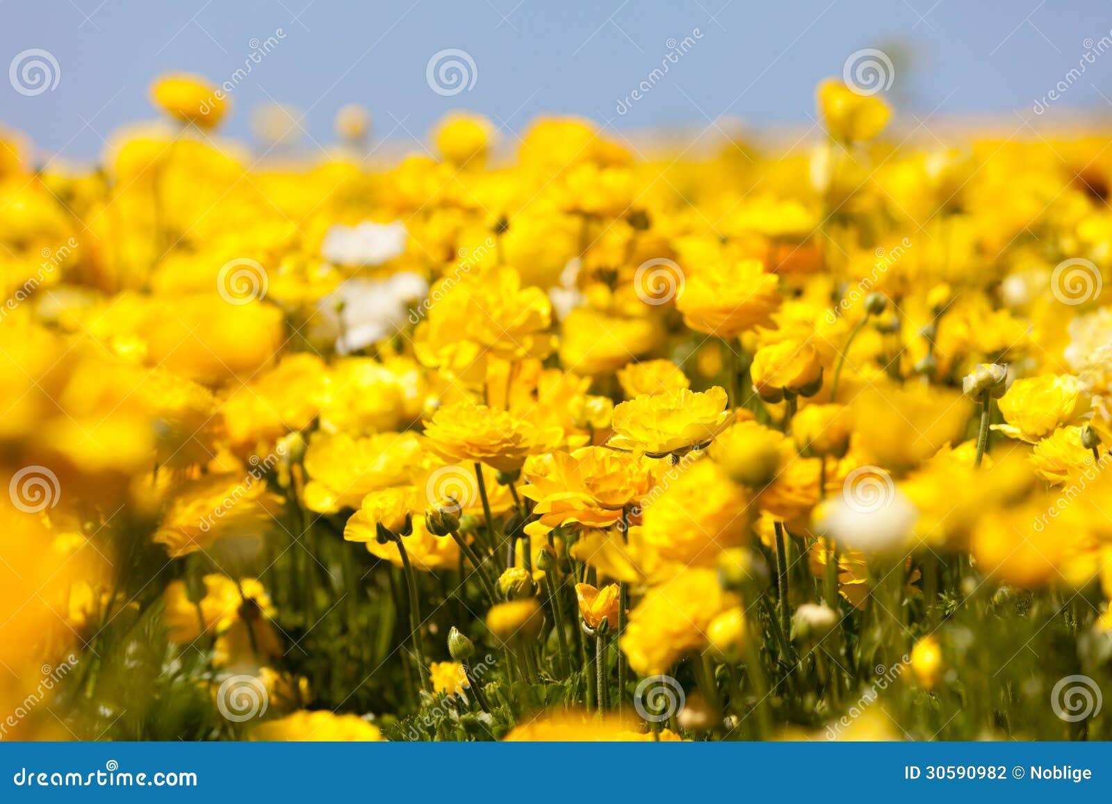 Blooming ranunuculuses stock photo. Image of agriculture - 30590982