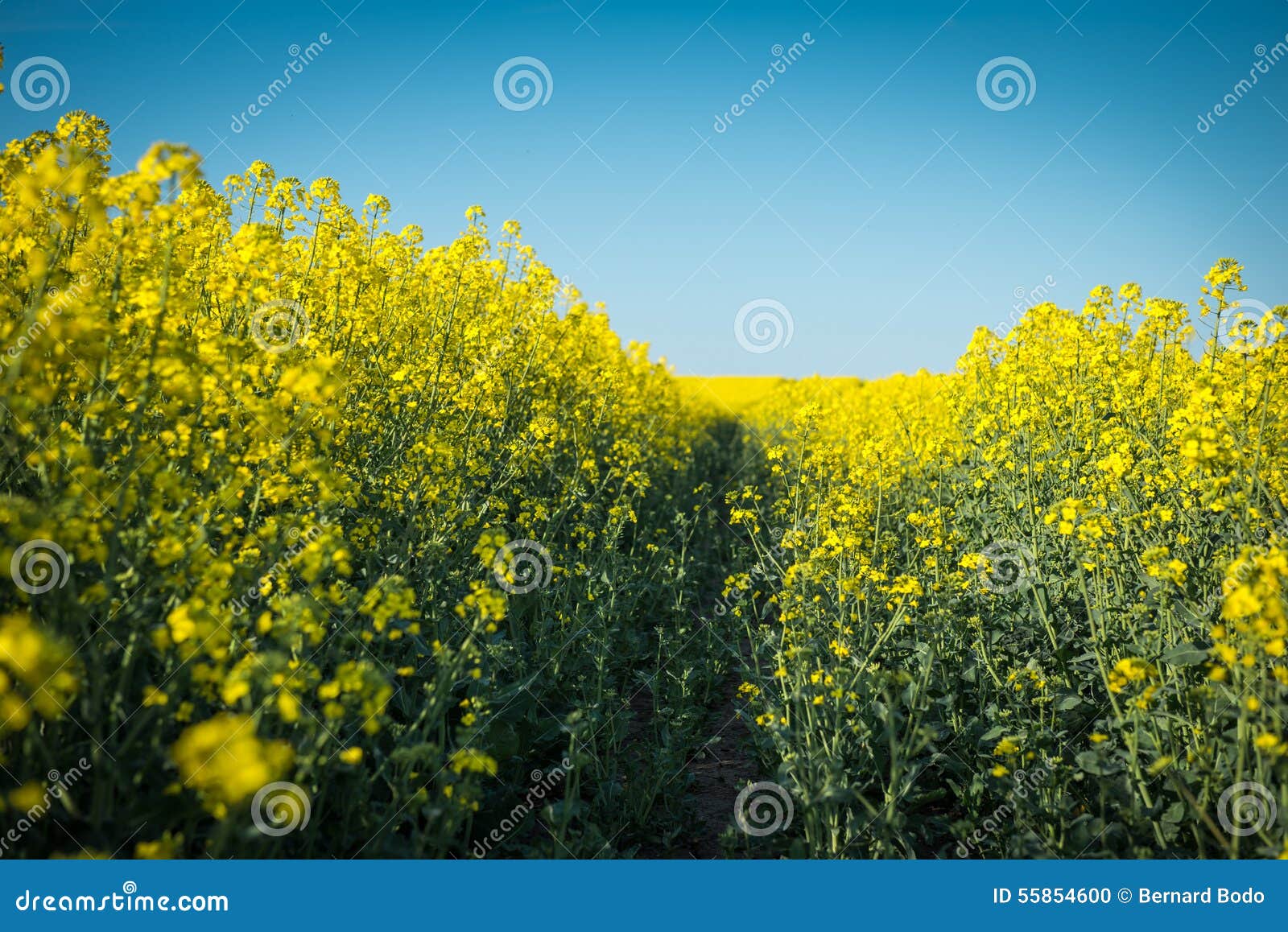 Blooming rapeseed field stock photo. Image of rapeseed - 55854600