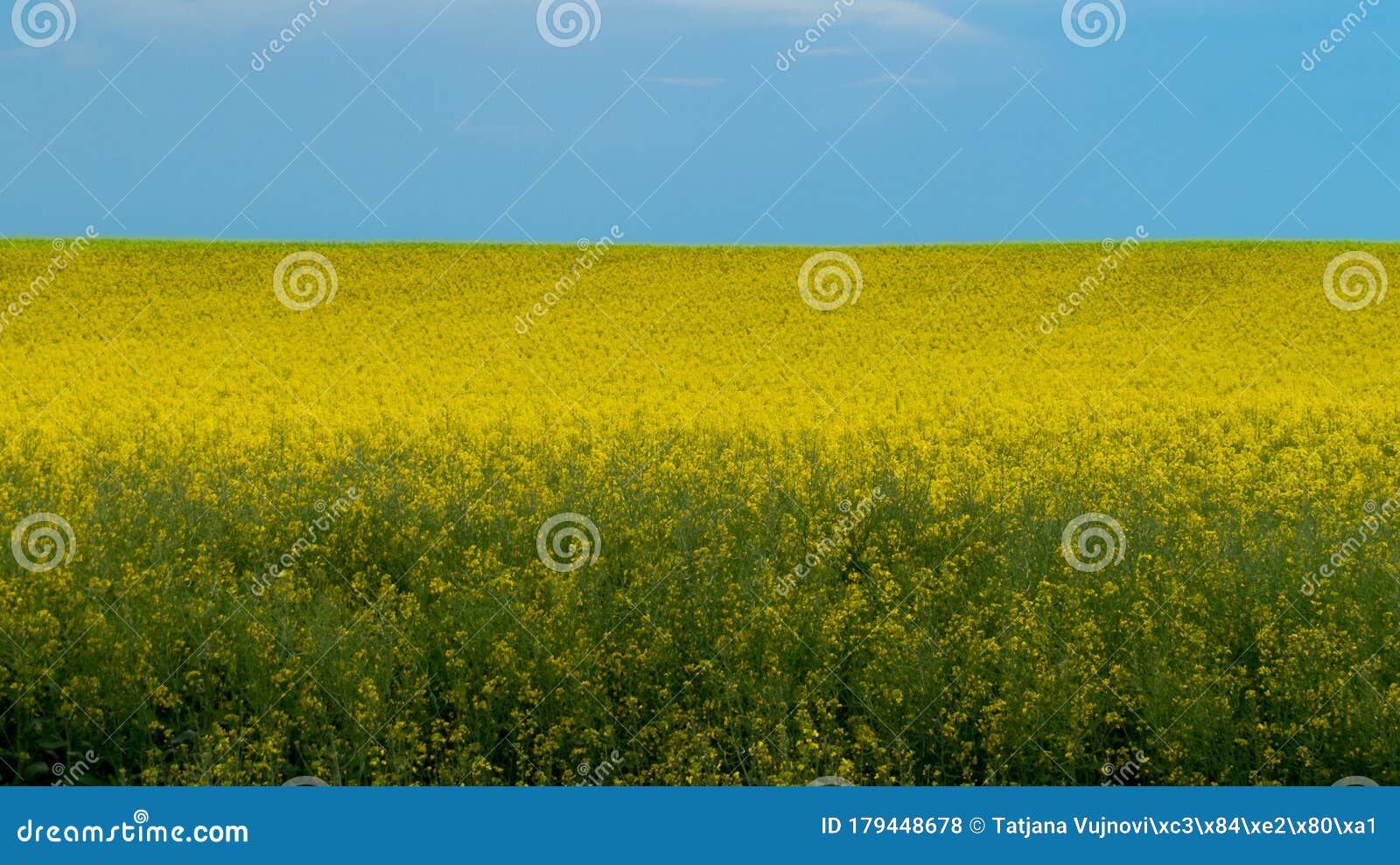Blooming Rapeseed Field in Summer Stock Photo - Image of green, biofuel ...