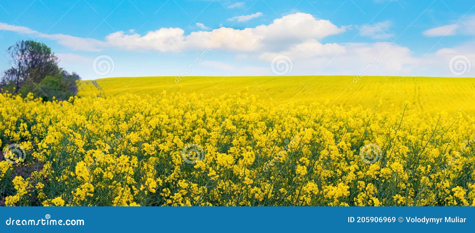 Blooming Rapeseed Field and Tree on the Edge of the Field, Panorama ...