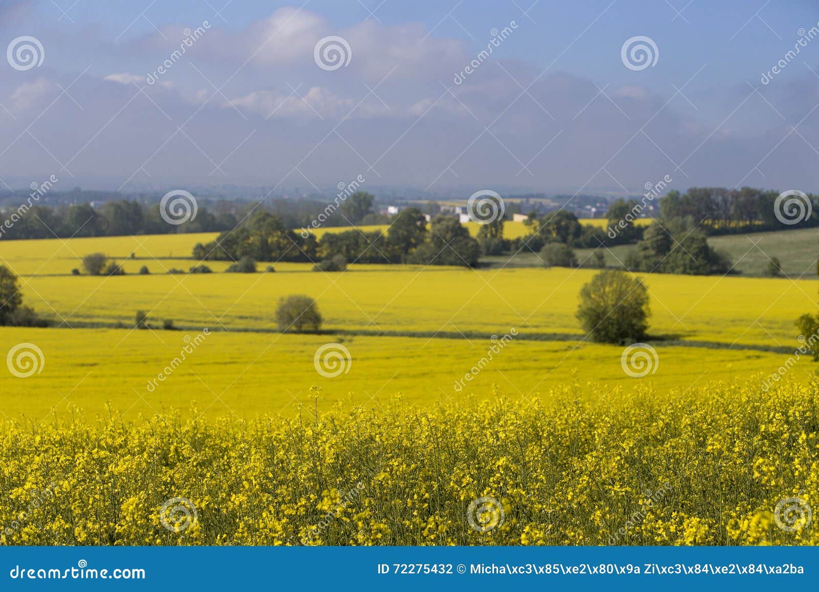 Blooming rapeseed fields stock photo. Image of fields - 72275432