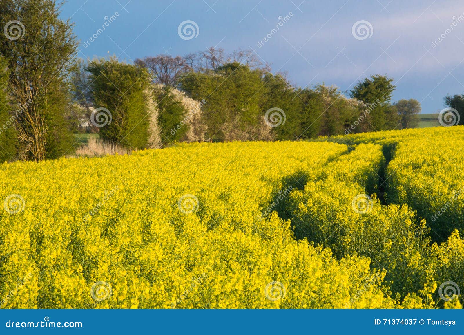 Blooming raps field stock image. Image of environment - 71374037