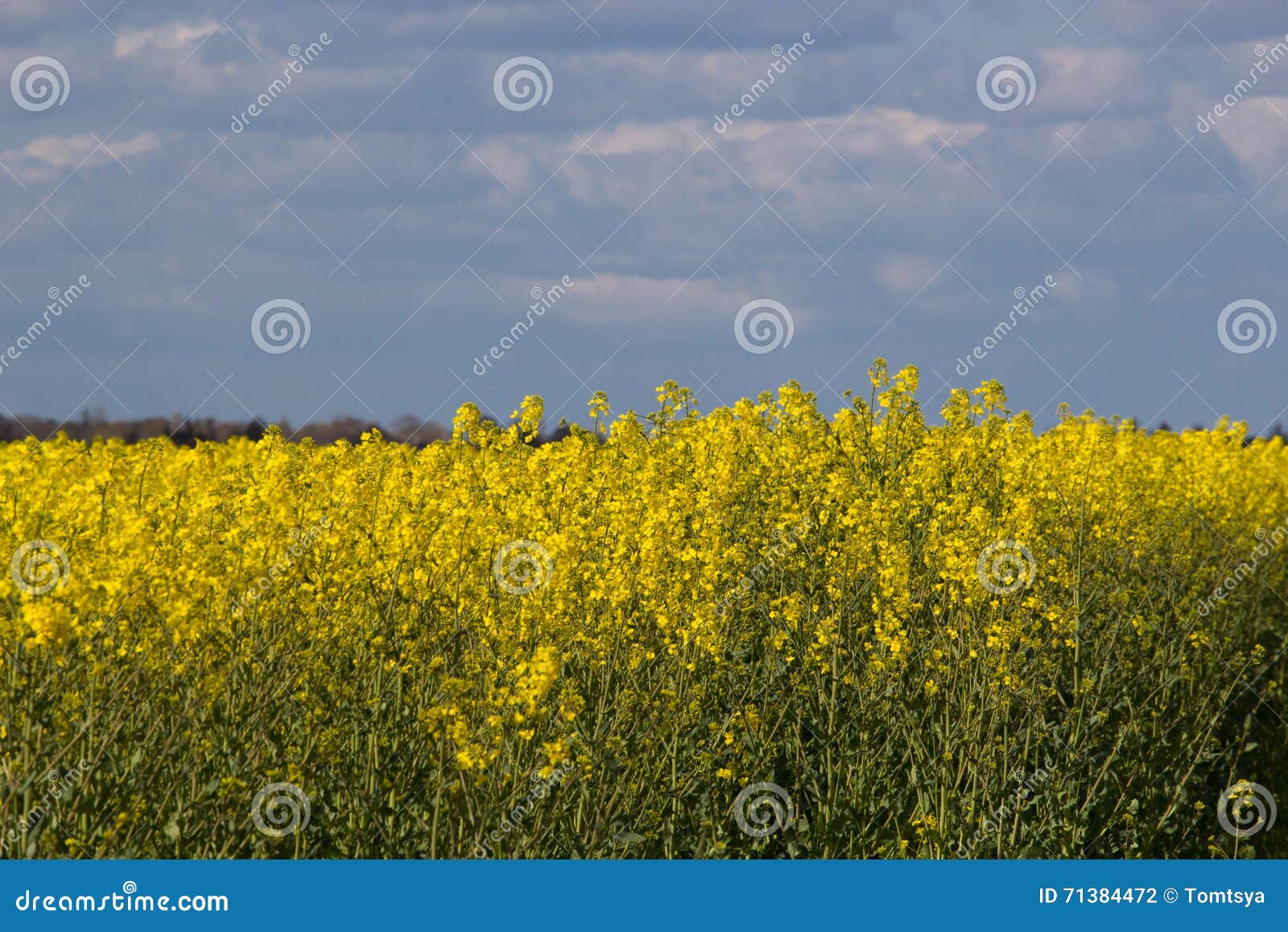 Blooming raps field stock photo. Image of bloom, diesel - 71384472