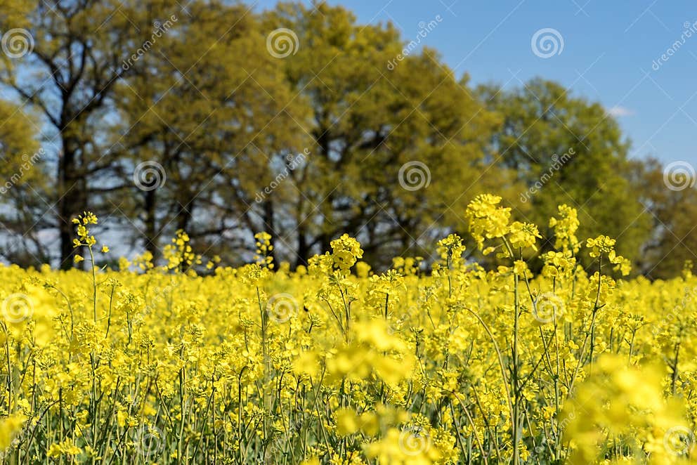 Blooming raps field stock image. Image of country, crop - 91595747