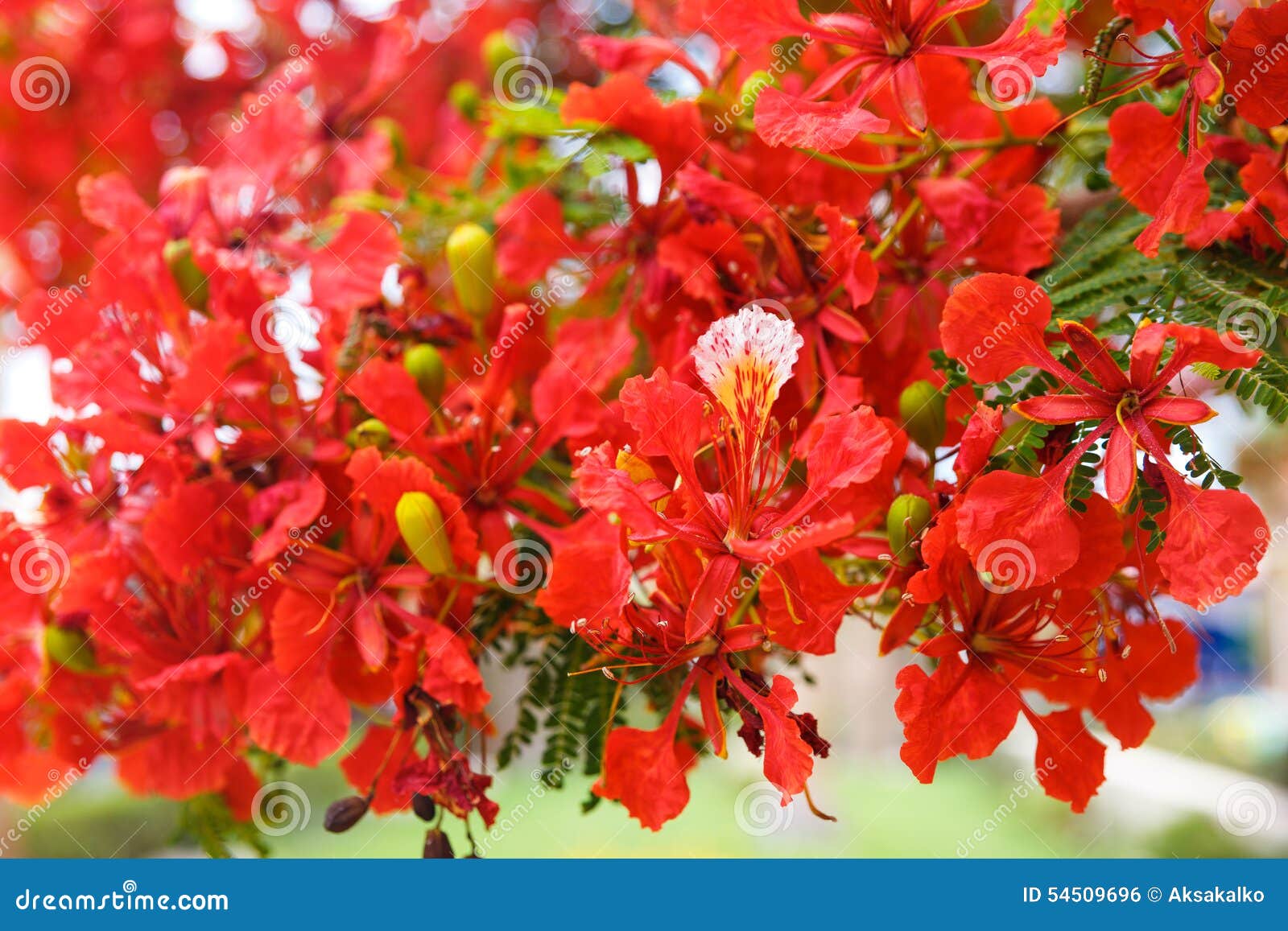 The blooming red acacia stock photo. Image of decoration - 54509696