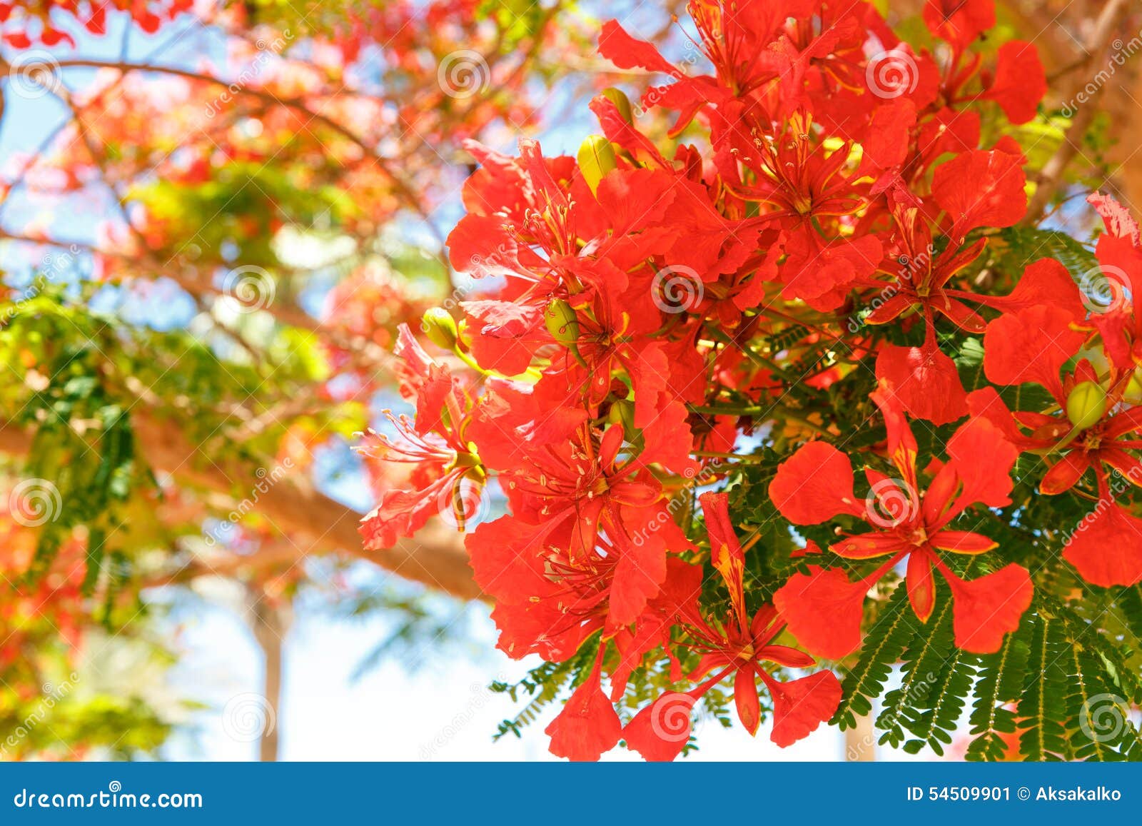 The blooming red acacia stock image. Image of floral - 54509901