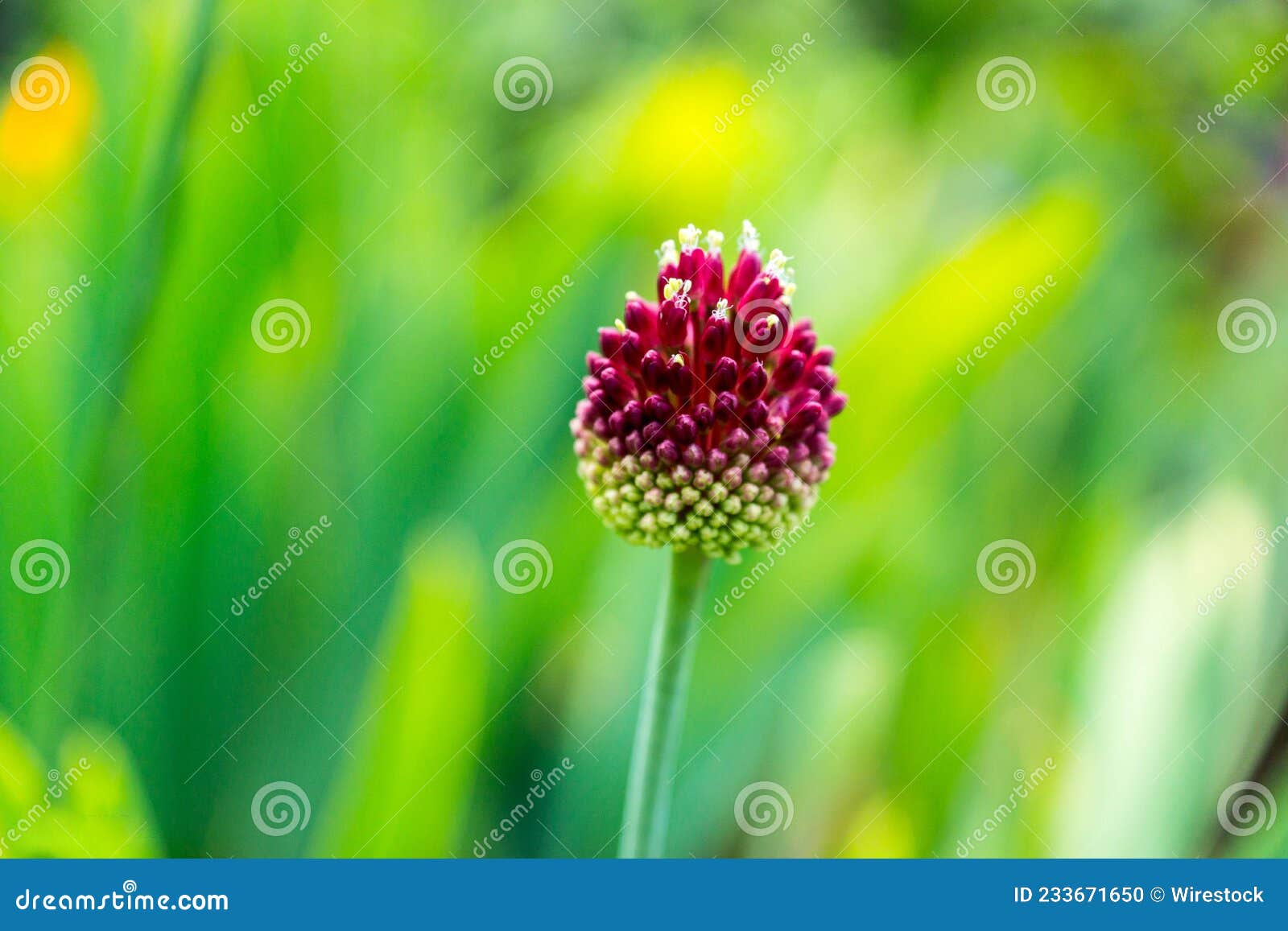 Blooming Red Allium Flower in the Meadow Stock Photo - Image of blurred ...