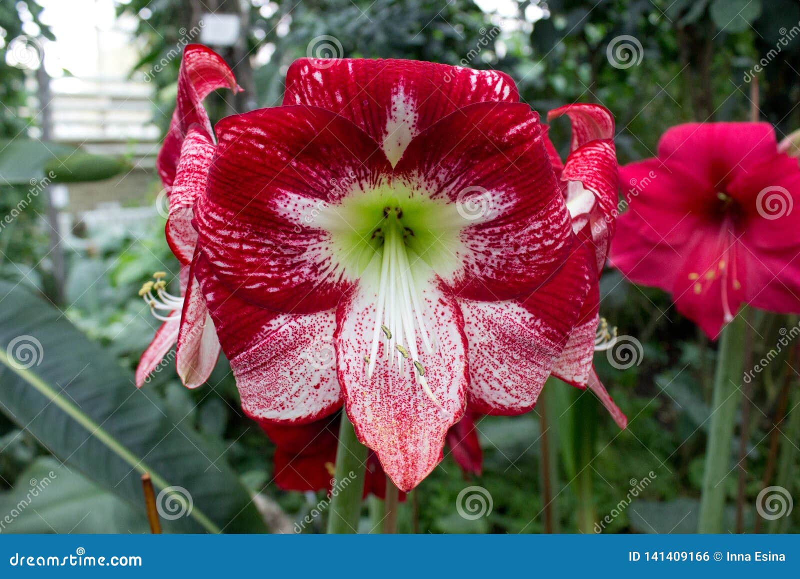Blooming Red Amaryllis stock photo. Image of nature - 141409166