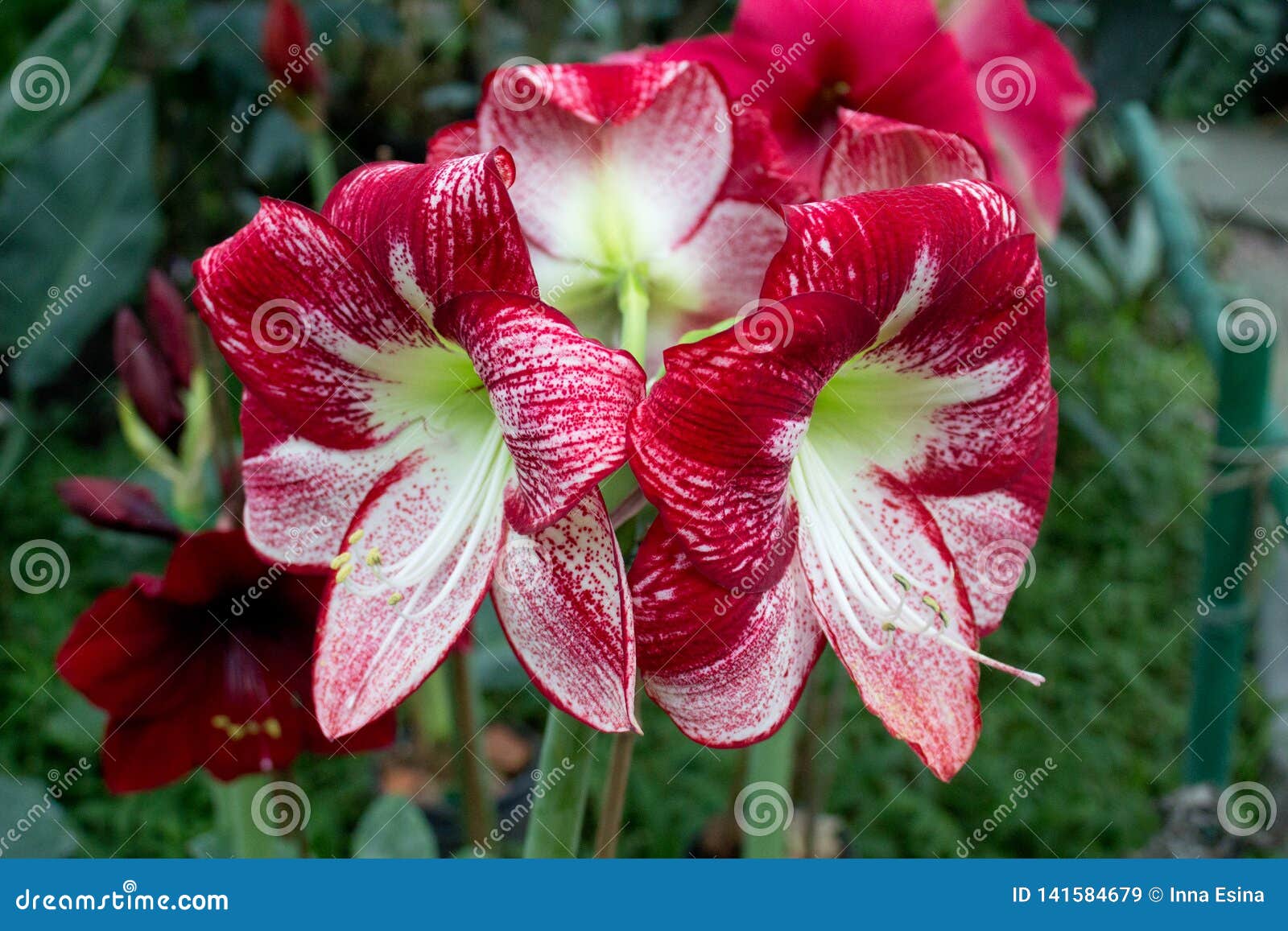 Blooming Red Amaryllis stock image. Image of botanic - 141584679