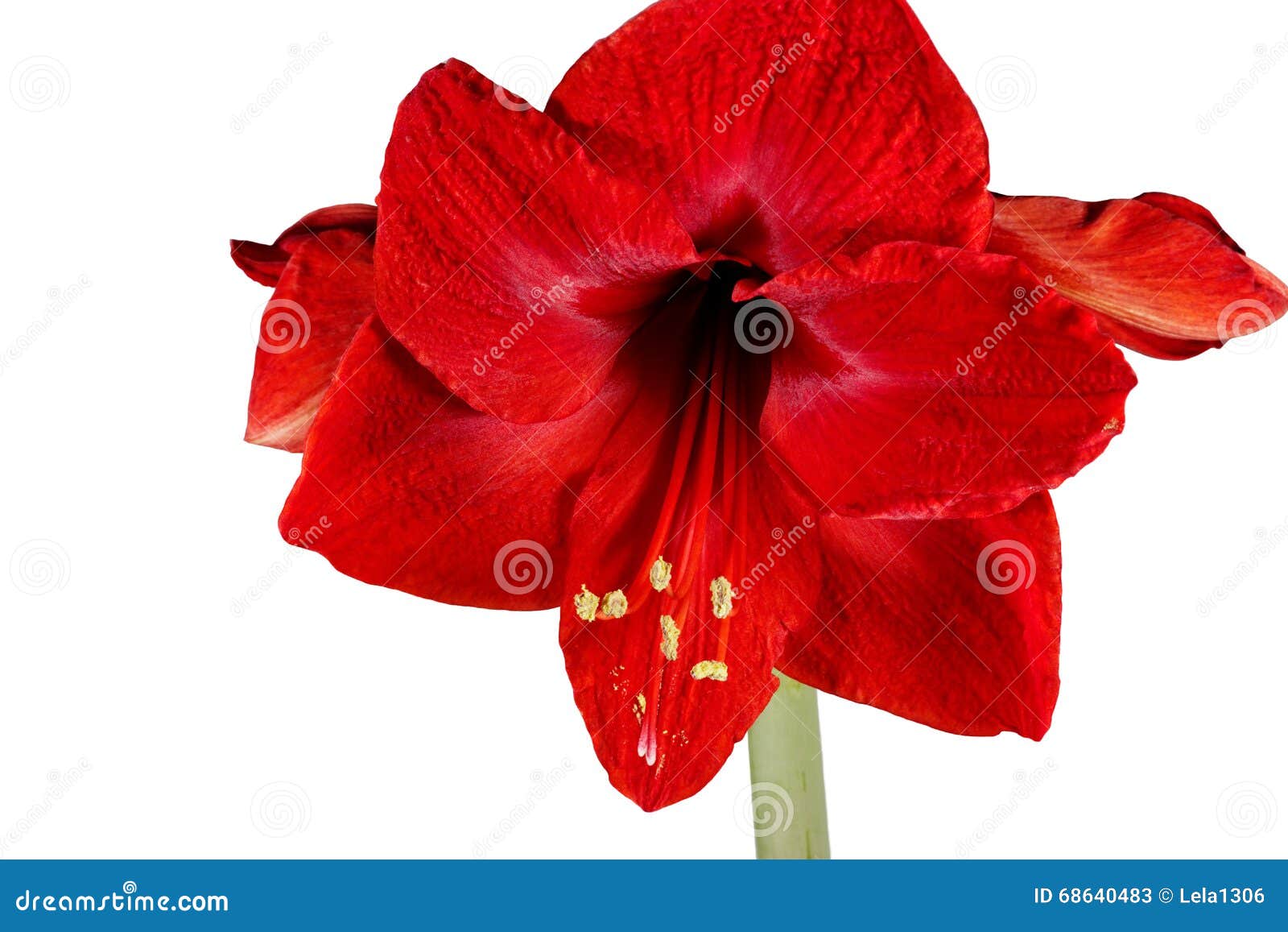 Blooming Red Amaryllis Over a White Background Stock Image - Image of ...