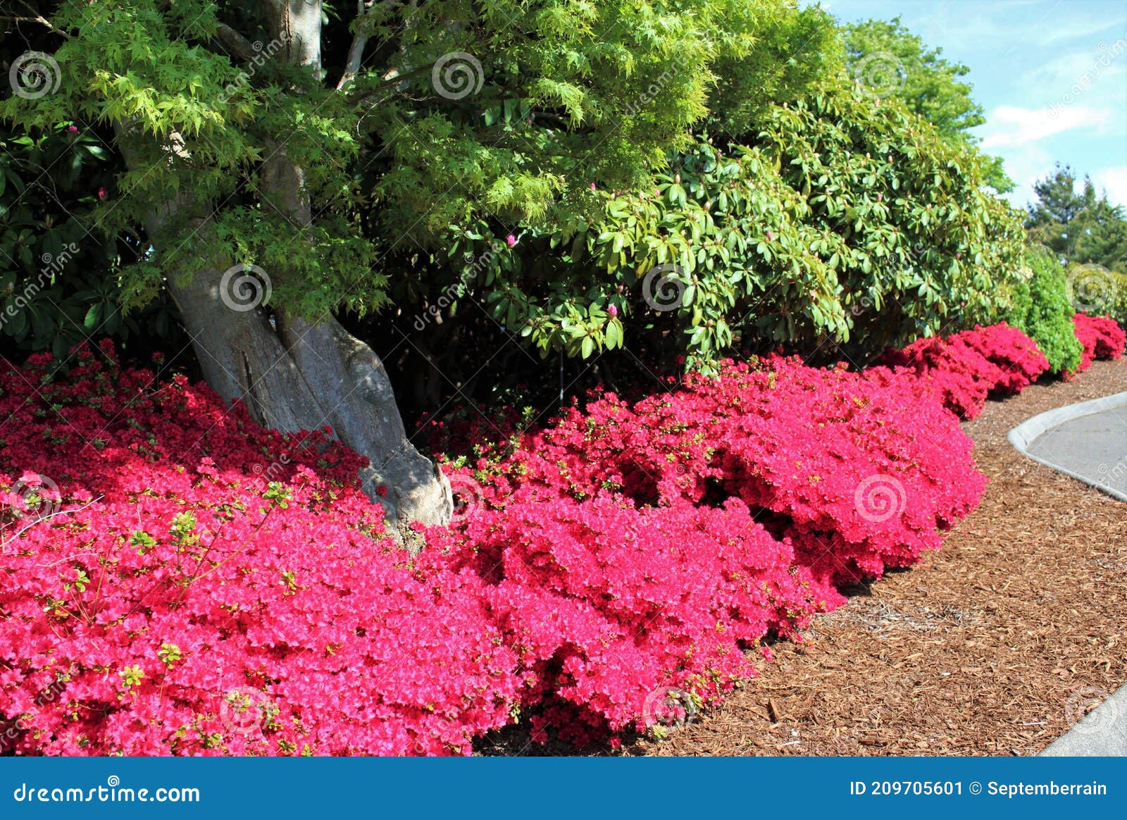 Blooming Red Azalea Under the Maple Tree Stock Image - Image of botany ...