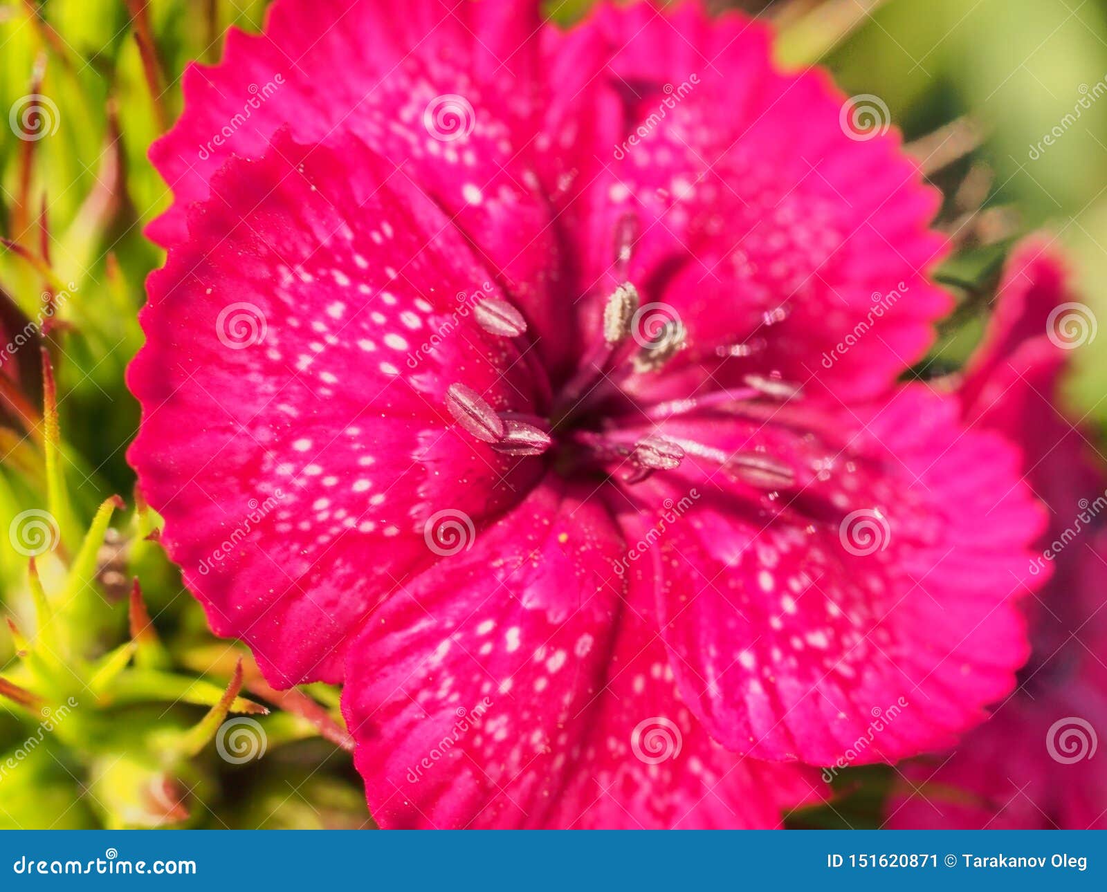 Blooming Red Buds Turkish Carnations. Floriculture Stock Image - Image ...