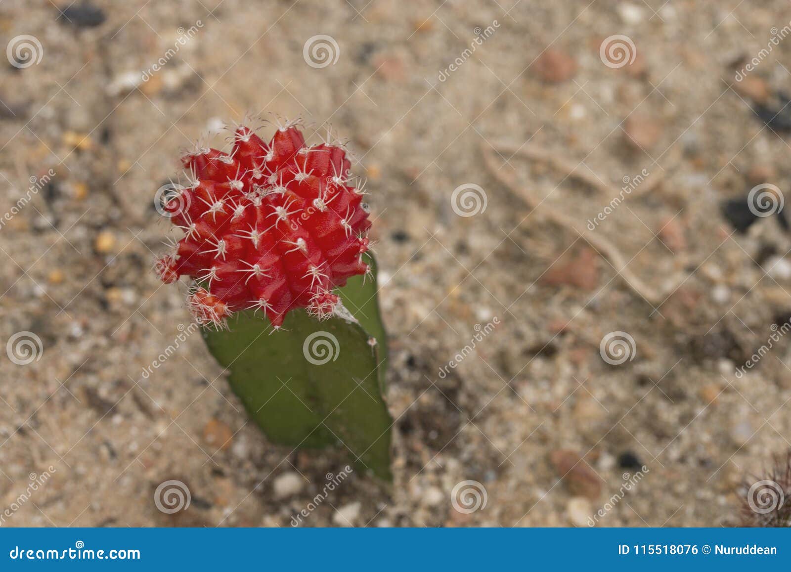 Blooming Red Cactus on the Sand Stock Photo - Image of background ...