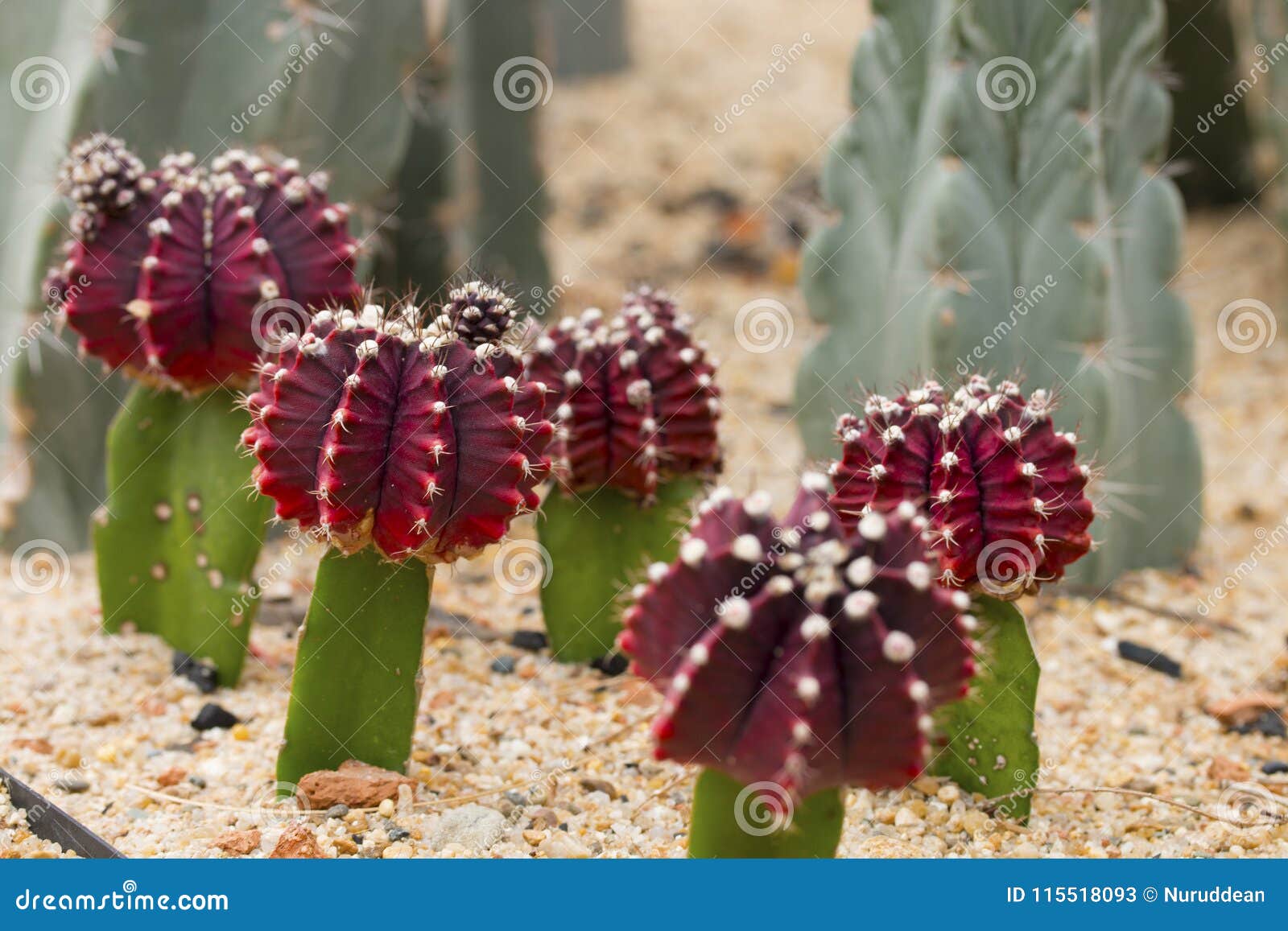 Blooming Red Cactus on the Sand Stock Image - Image of growth, garden ...