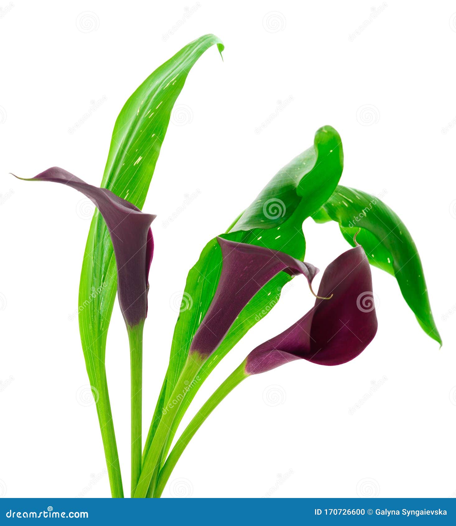 Blooming Red Cala with Green Leaves Stock Photo - Image of card ...