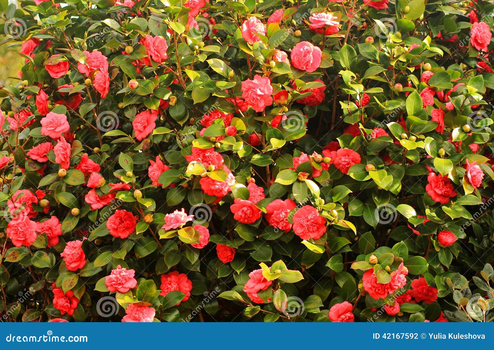 Blooming Red Camellias Tree Stock Photo - Image of bright, decoration ...